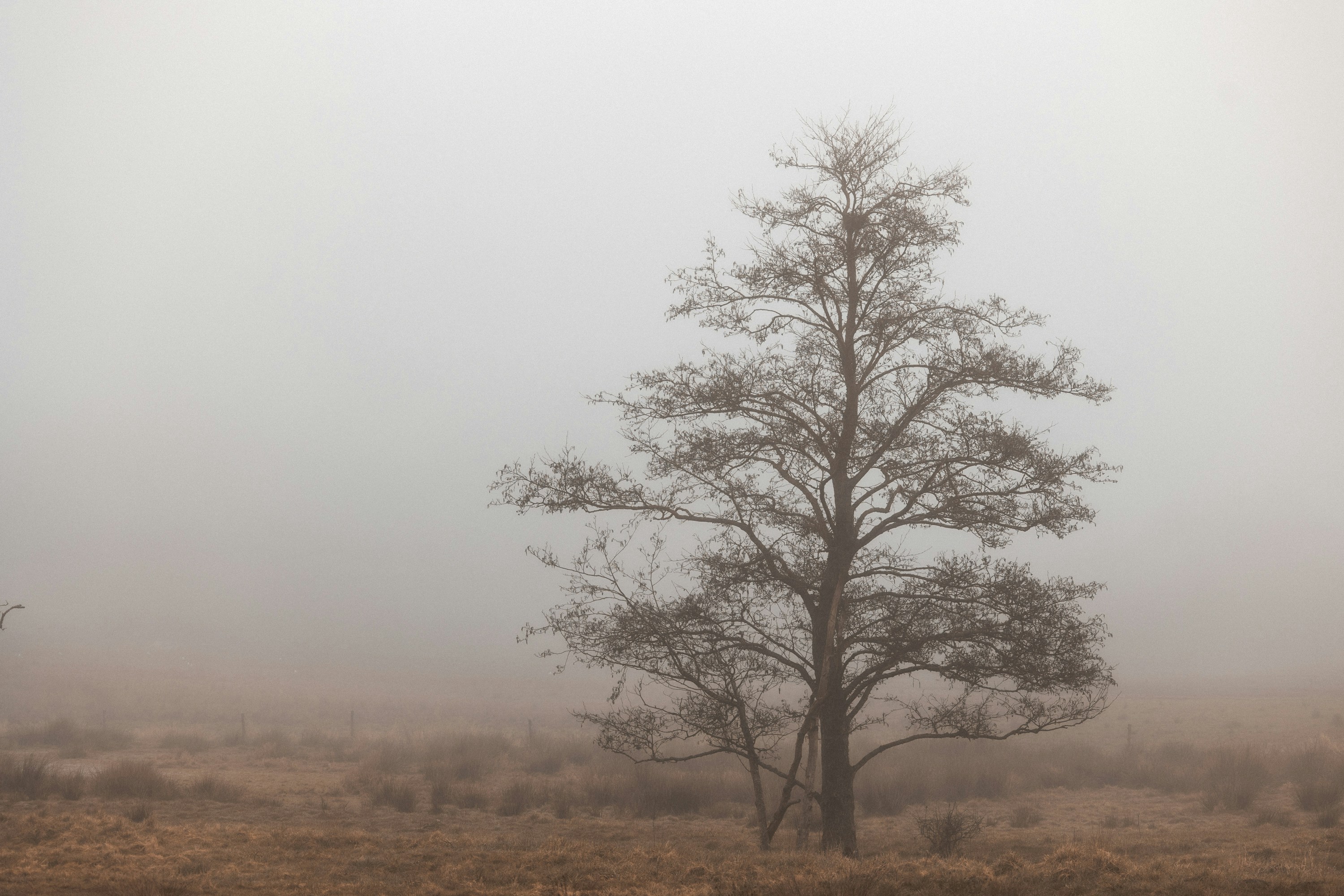 Lonely Sentinel in Mist: A Tree Against the Hazy Plain