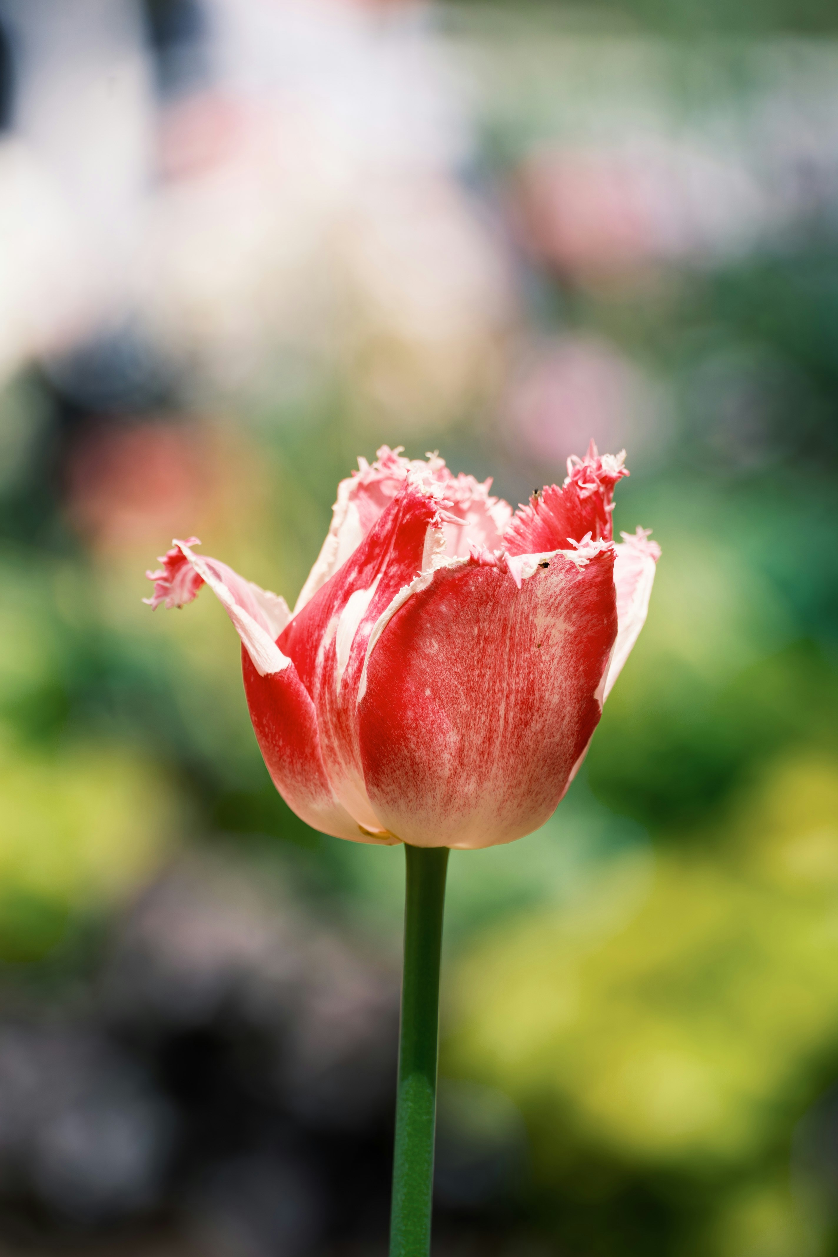 Fringed Tulip in Soft Focus Garden