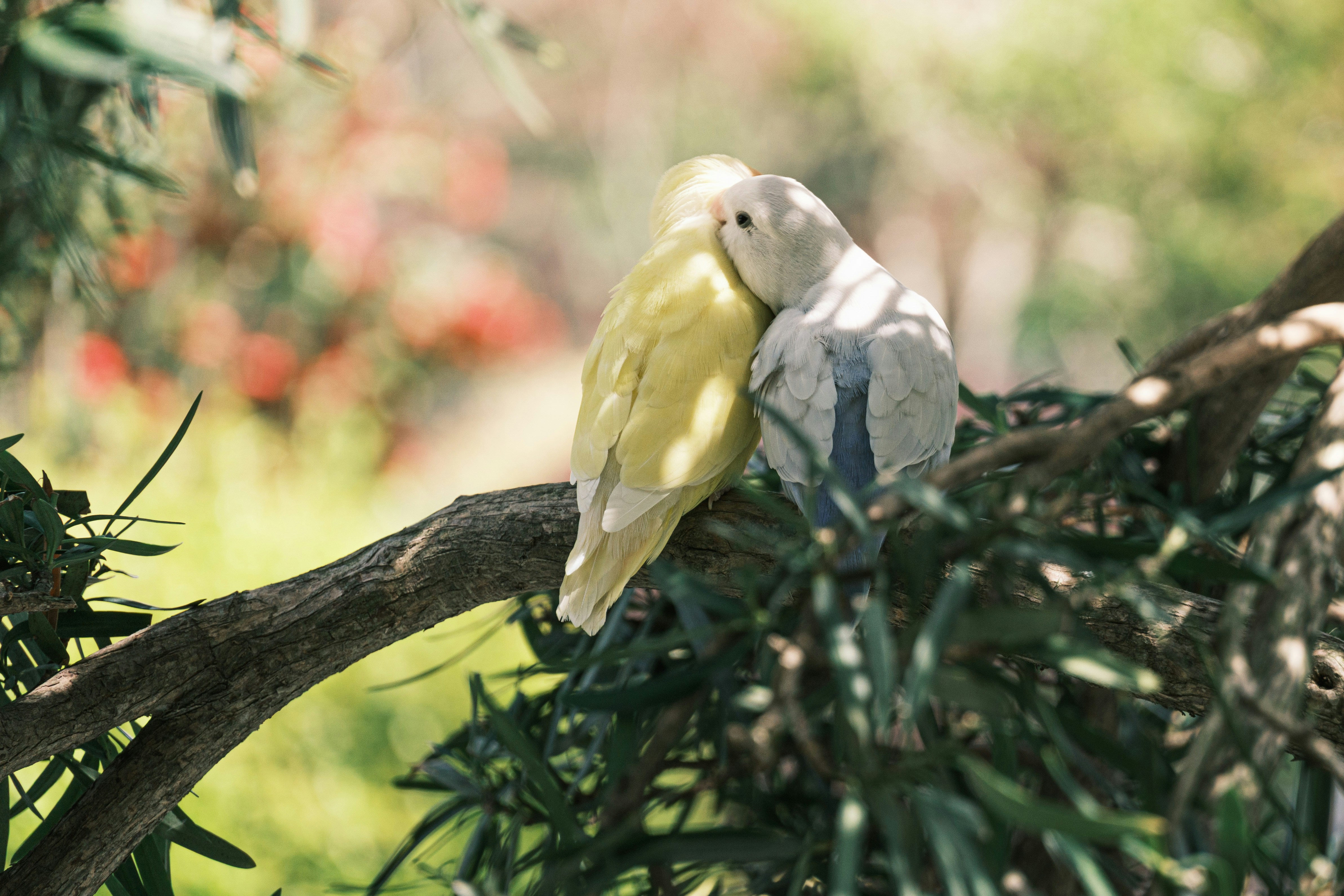 Two Cockatiels Share a Quiet Moment on a Sunlit Branch