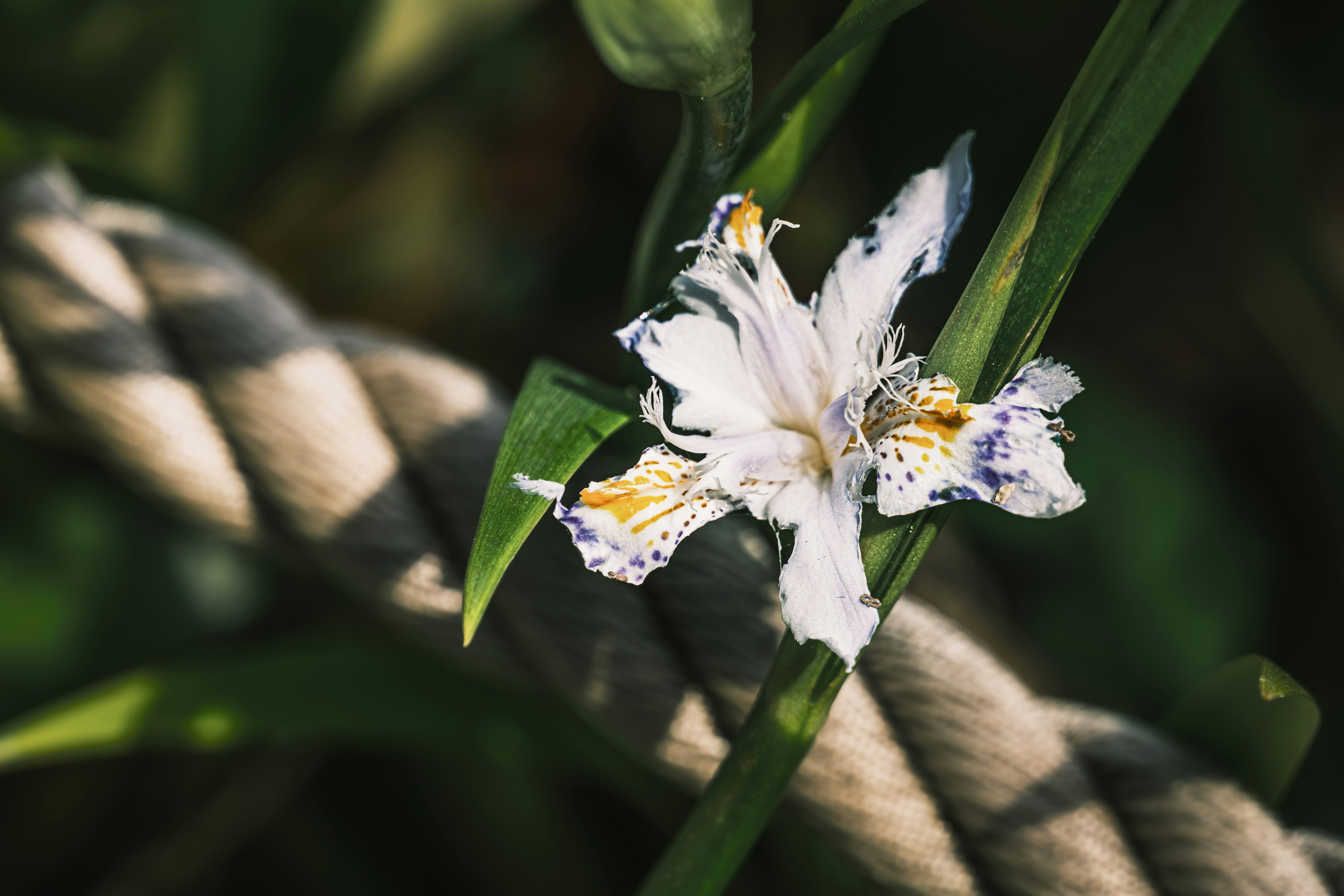Frayed Petals and Hemp Rope: A Close-Up of a Iris-like Blossom