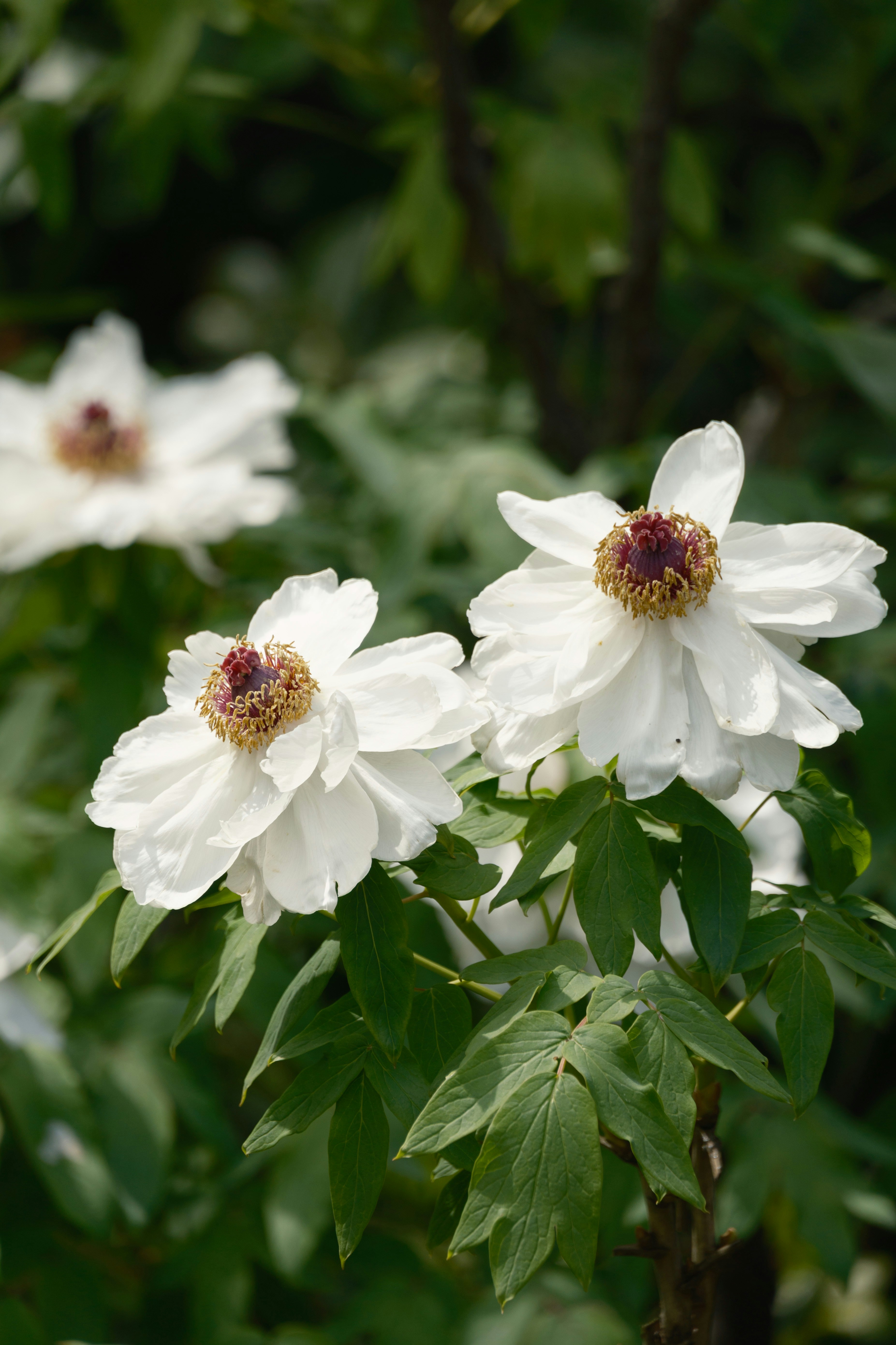 White Peony Bloom in Soft Green Backdrop