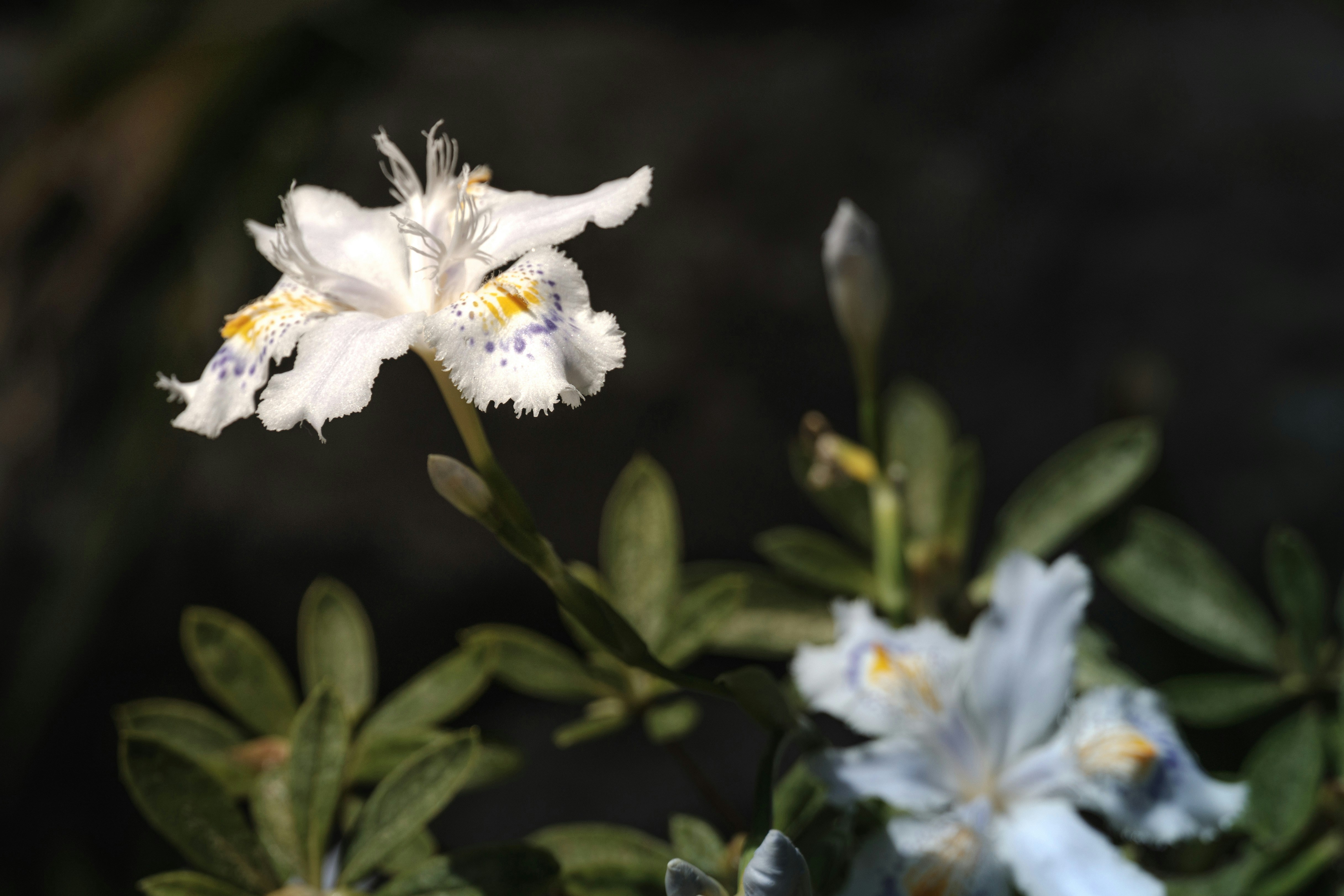 White iris in partial bloom catching morning light