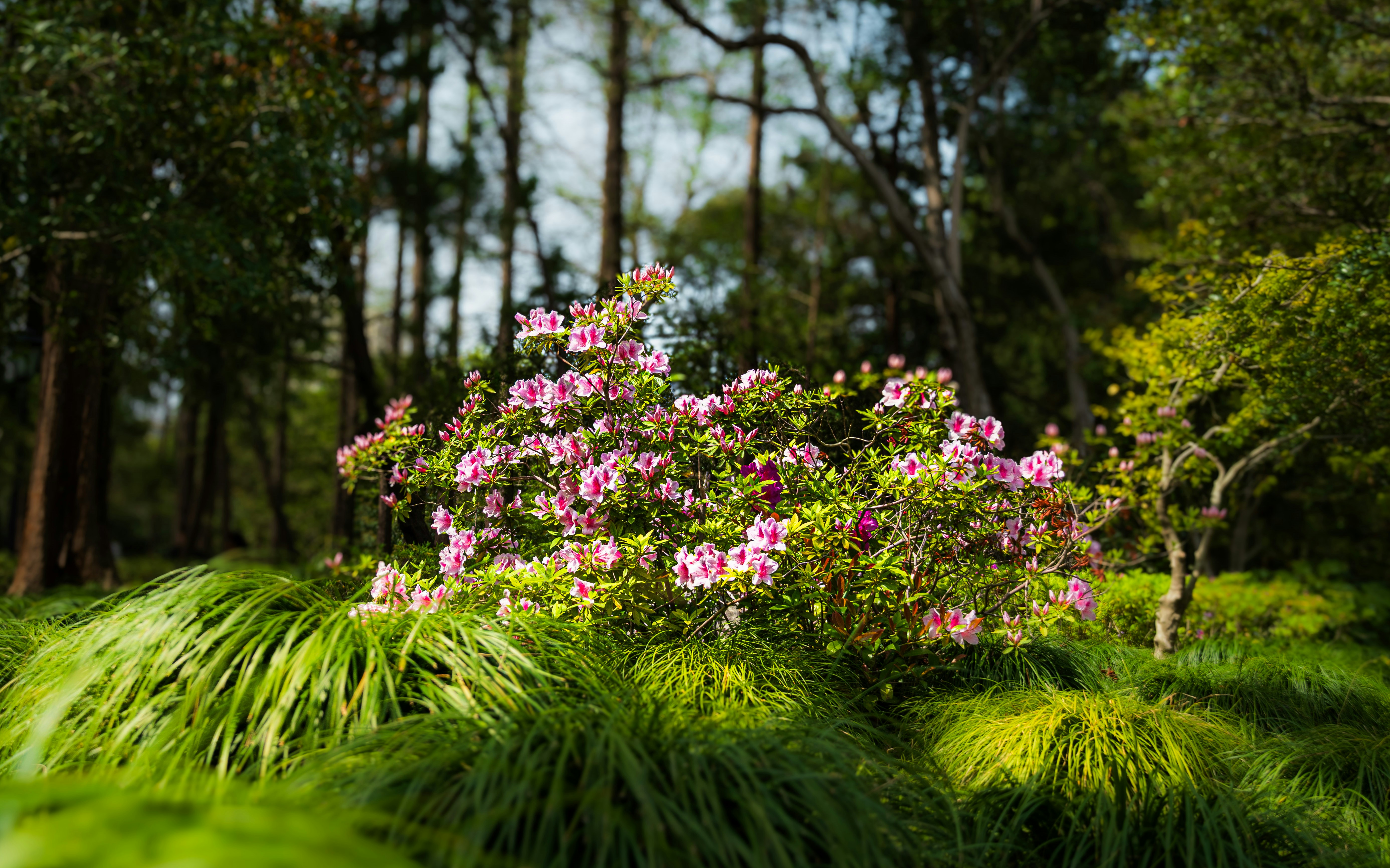 Pink Flower Spotlight in a Shaded Garden Clearing