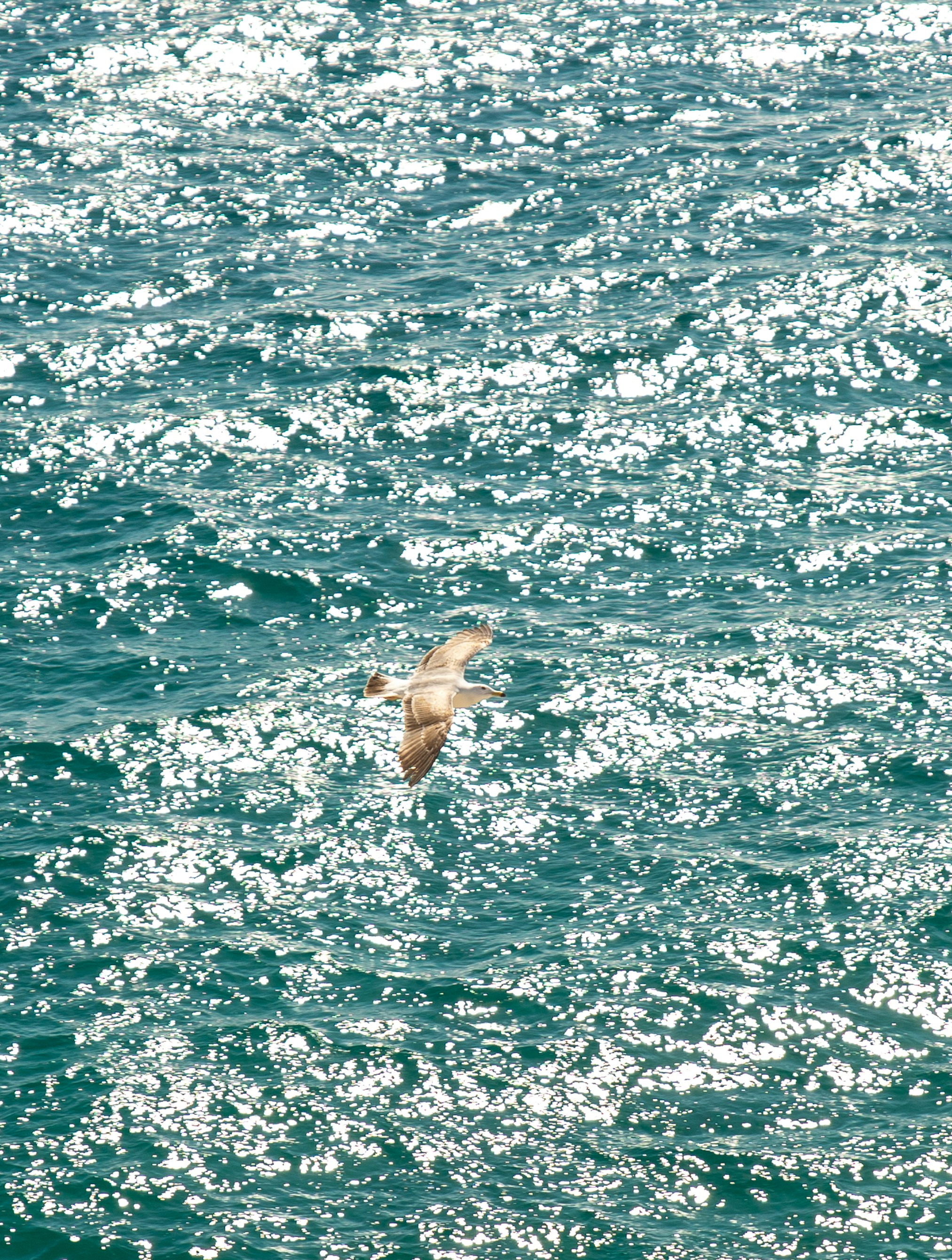 Seabird Glide: Lone Gull Skimming Sunlit Waves