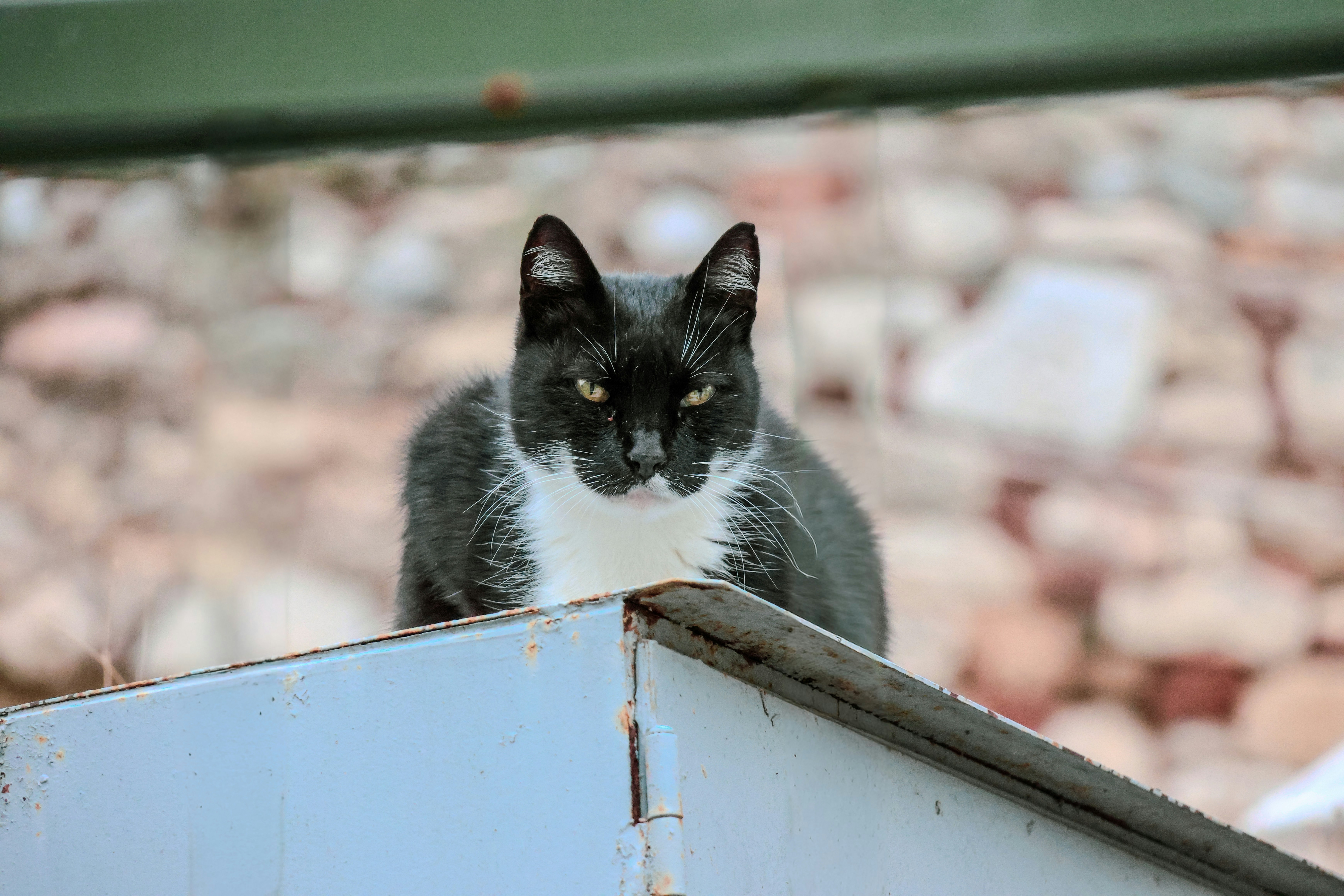 Top of the Dump: A Curious Cat Peaks Over Rusted Blue Rail