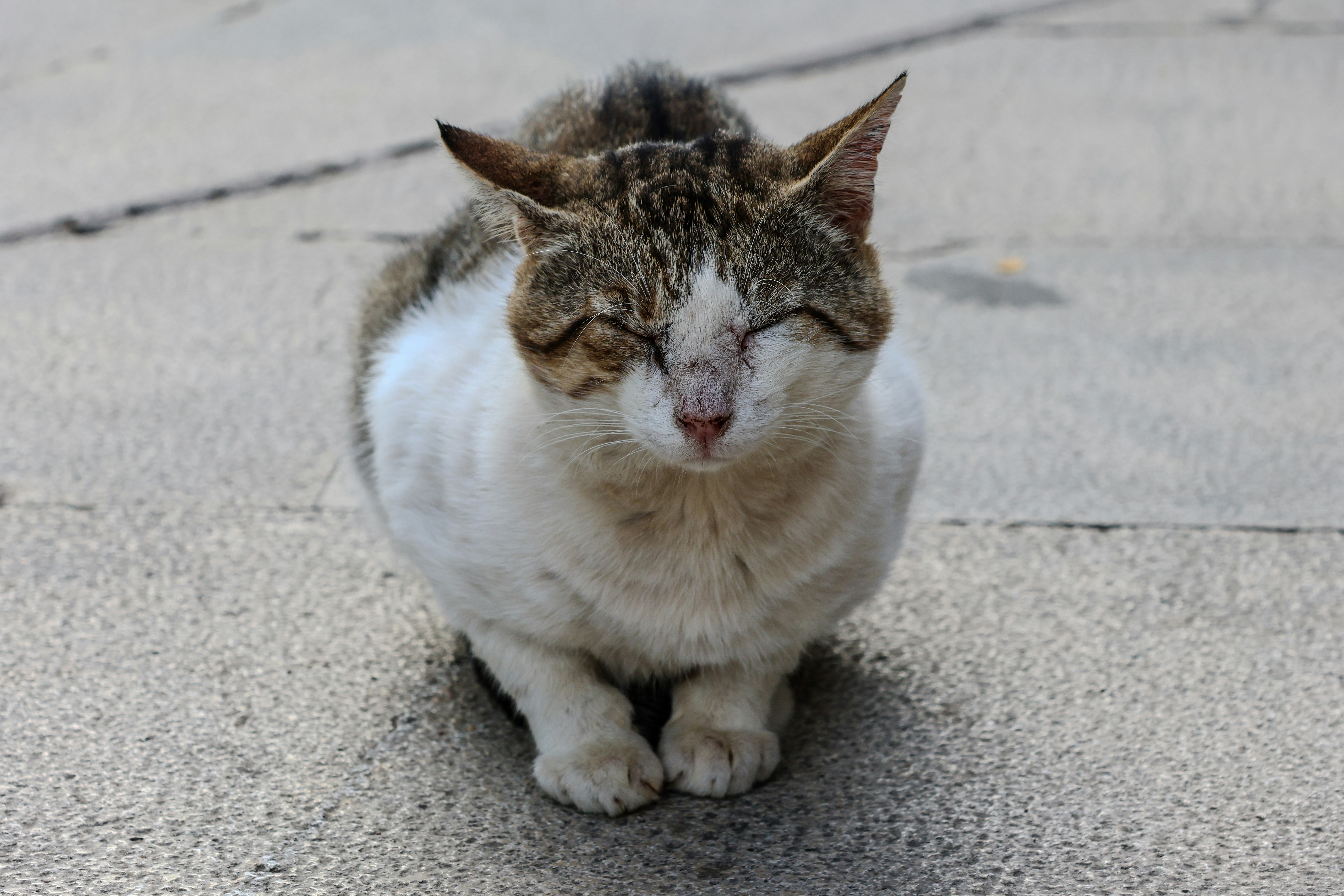 Grounded Gratitude: A Quiet Cat on Sunlit Concrete