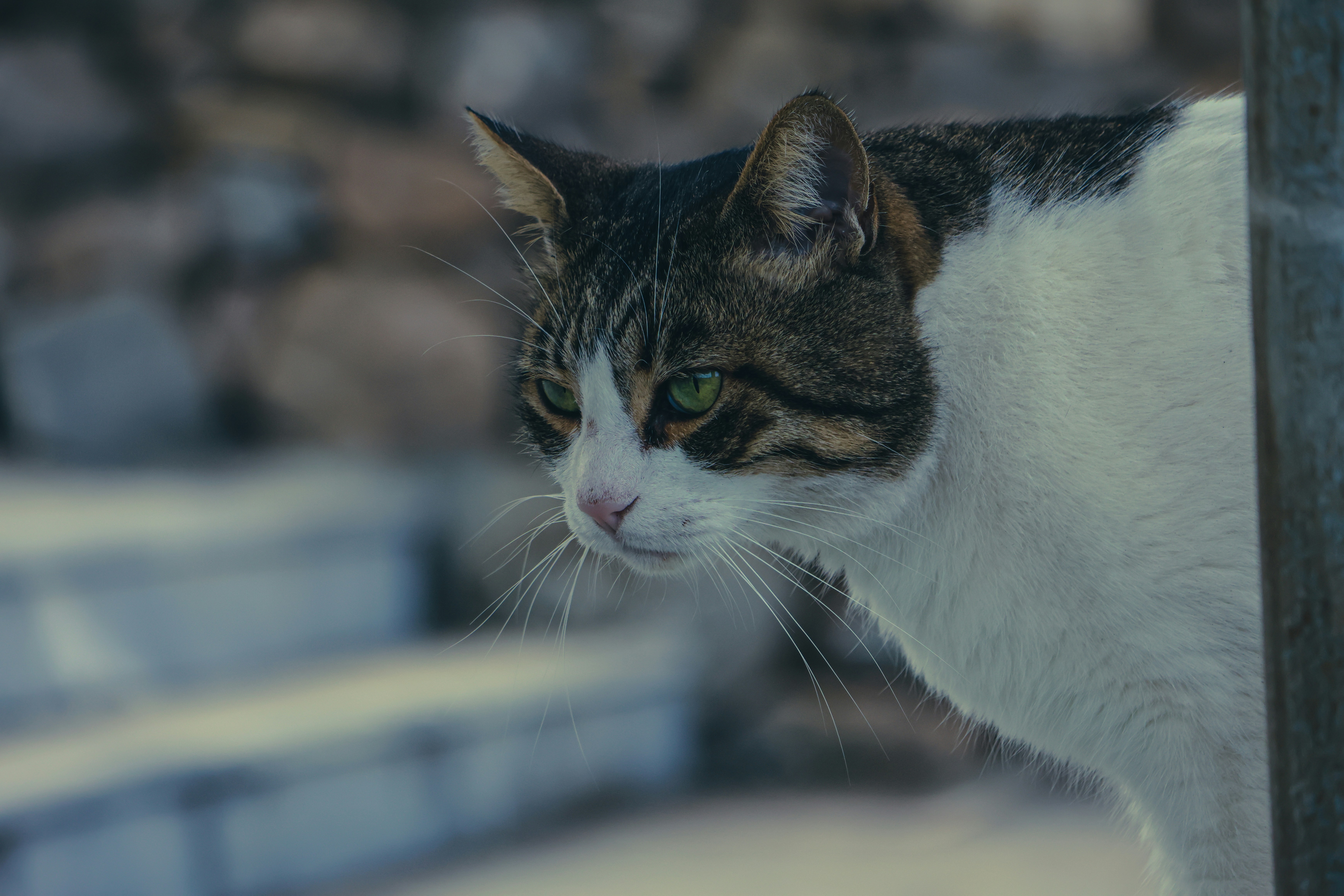 Focused Stare: A Cat’s Quiet Gaze from a Narrow Frame