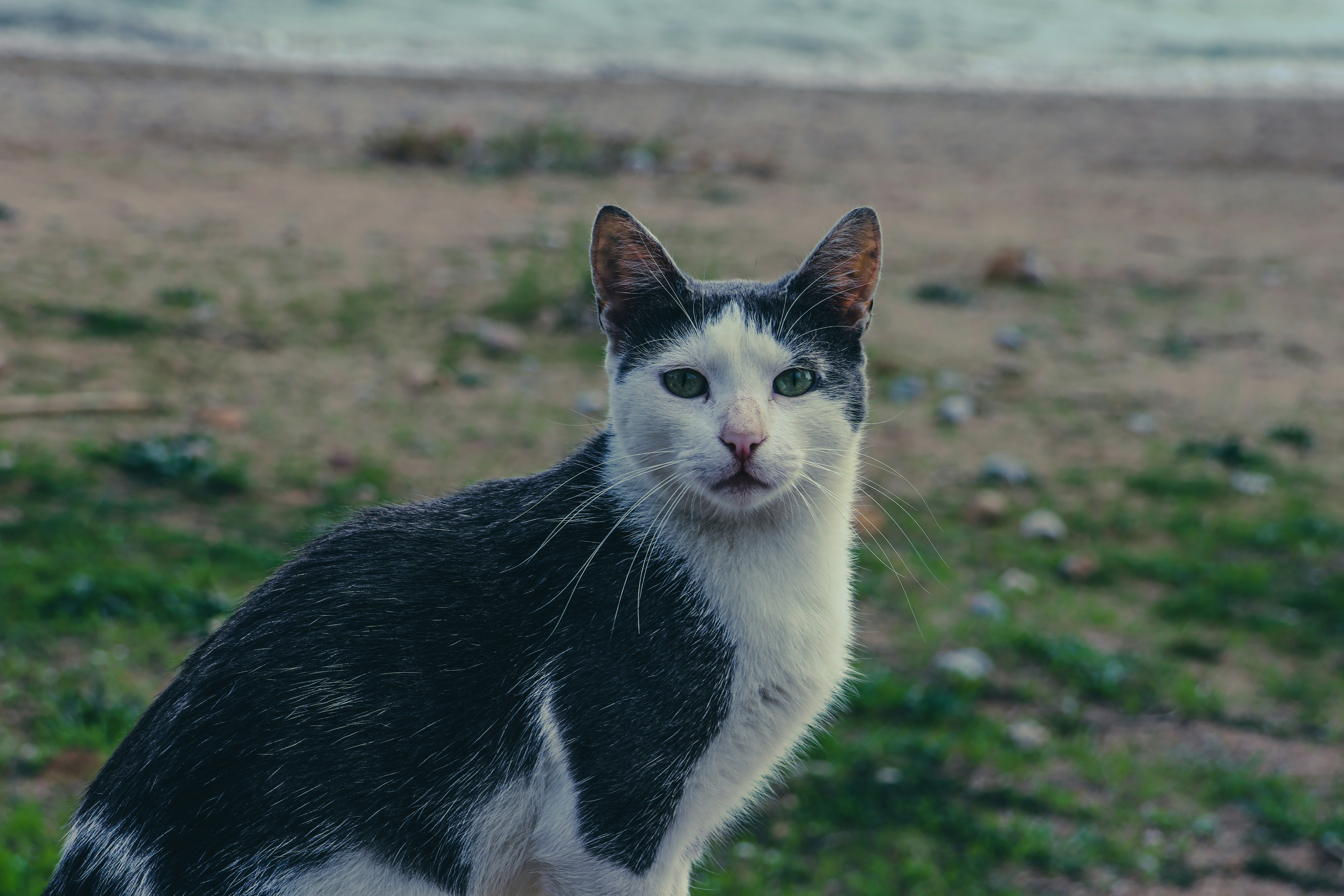 Curious Beachside Gaze