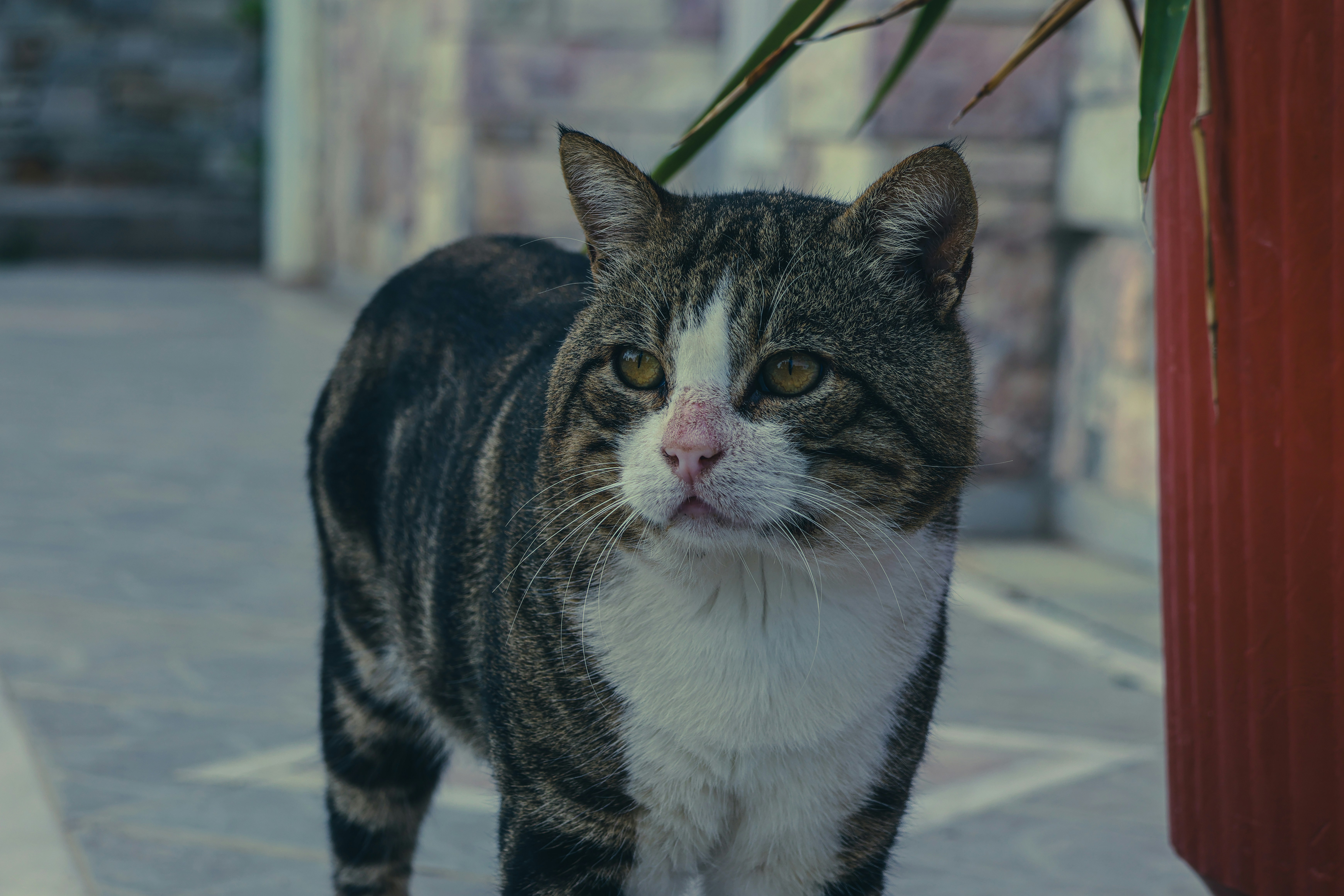 Curious Cat at the Edge of a Red Accent
