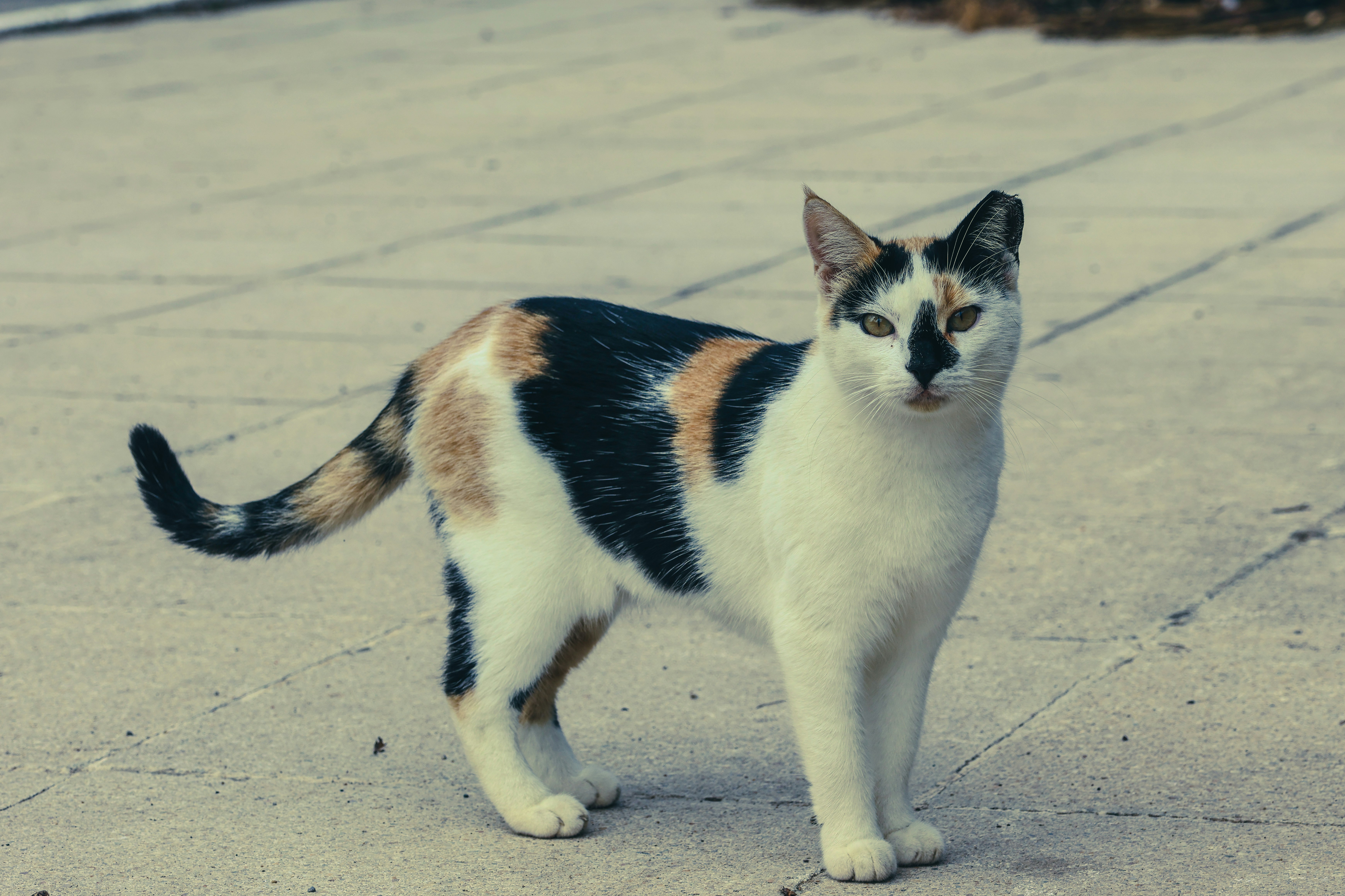 Calico Cat on Pavement: Quiet Watcher of the Day