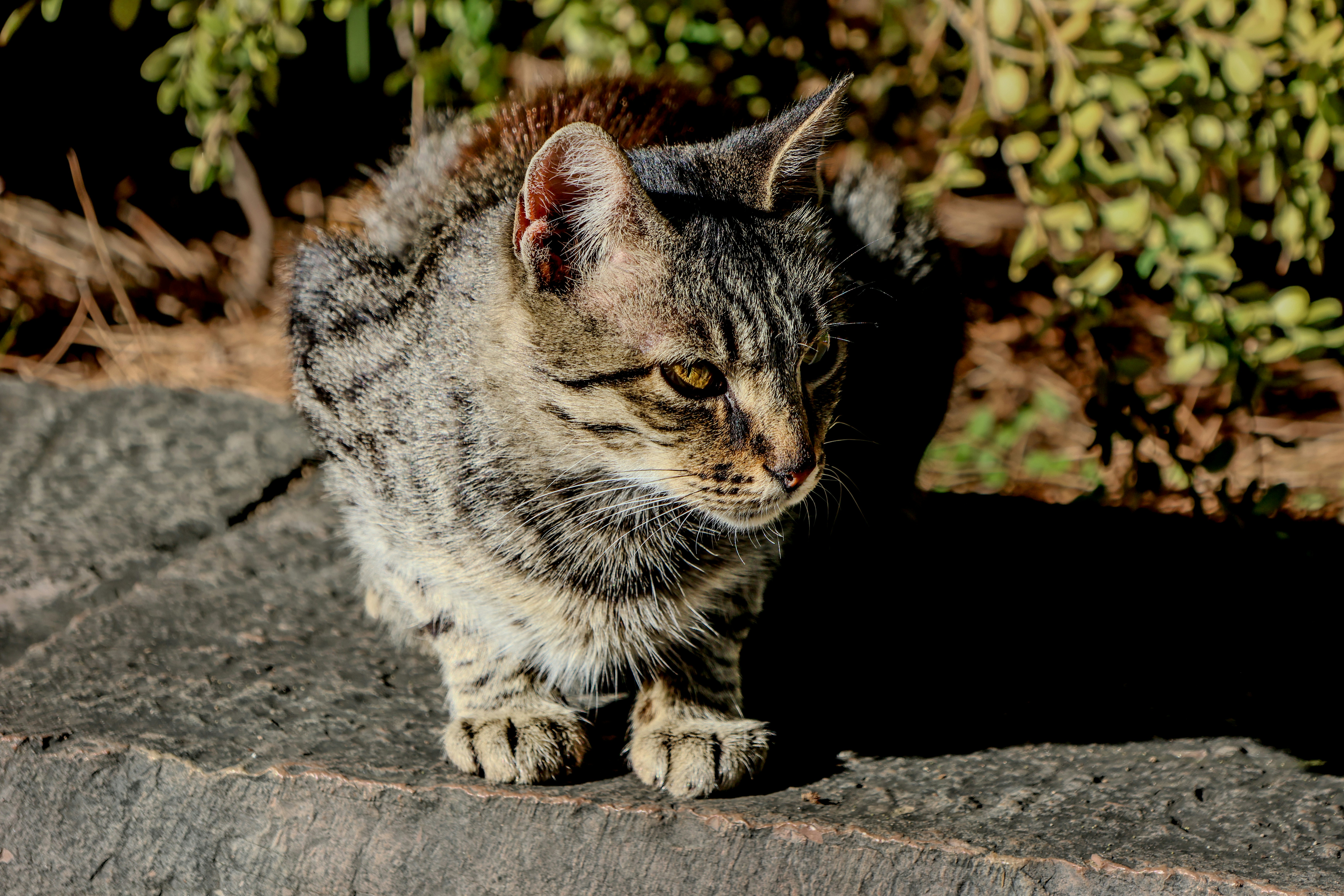 Grounded Stray: A Sunlit Tabby paused on a stone step