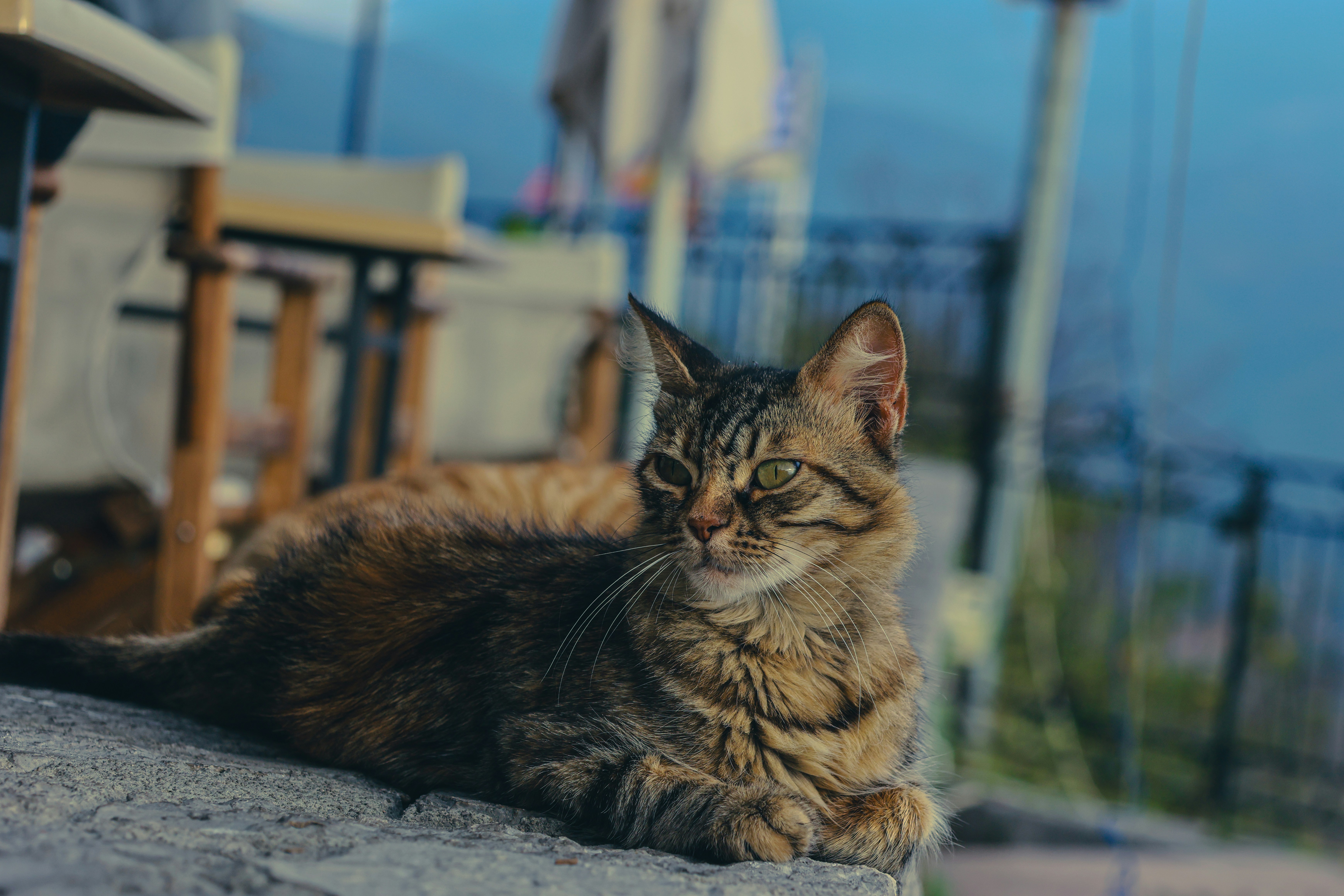 Sunkissed Feline on a Quiet Terrace