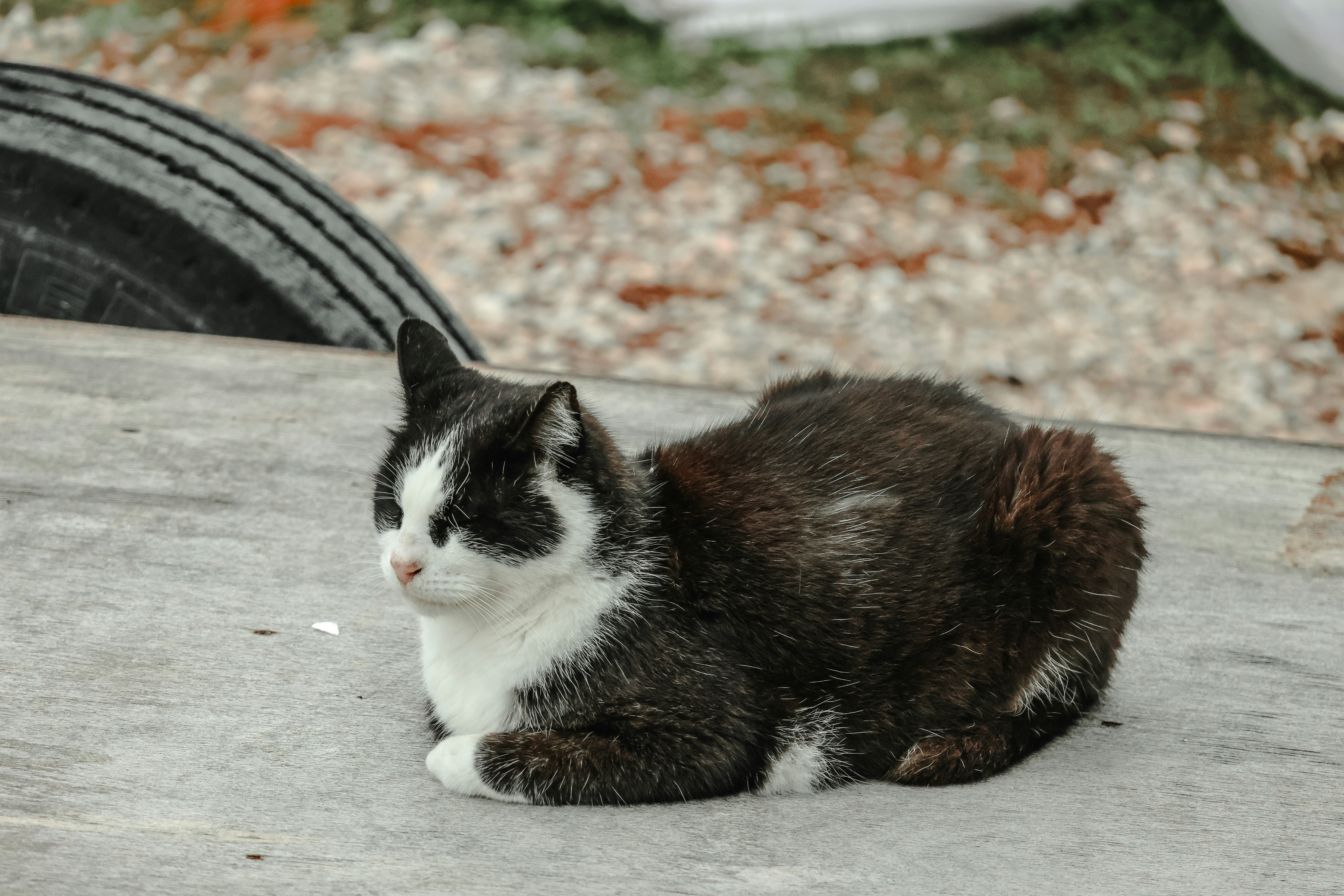 Calm Black-and-White Cat Resting on a Weathered Deck