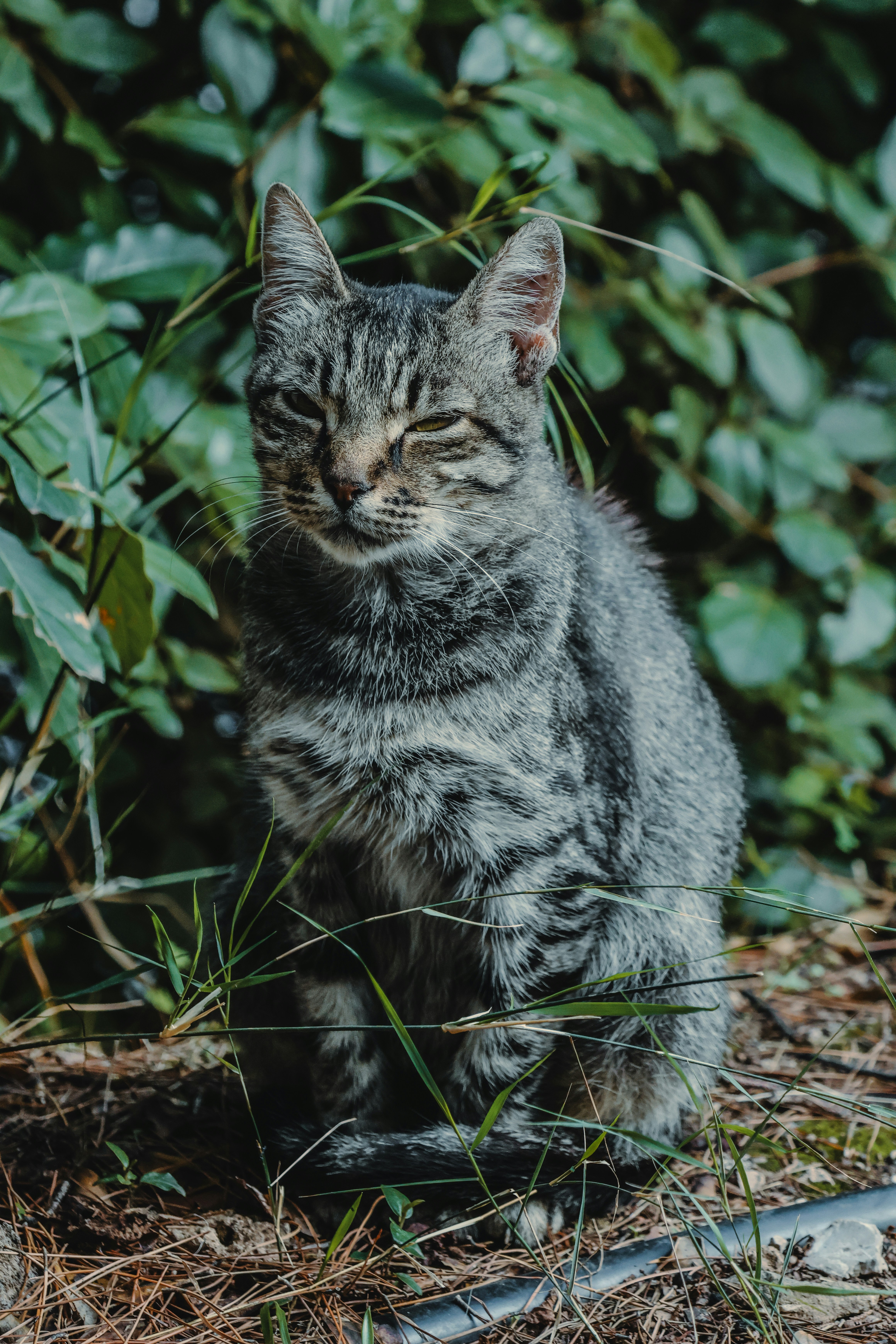Grey Stubborness: A Quiet Feline Moment Amid Green Veil
