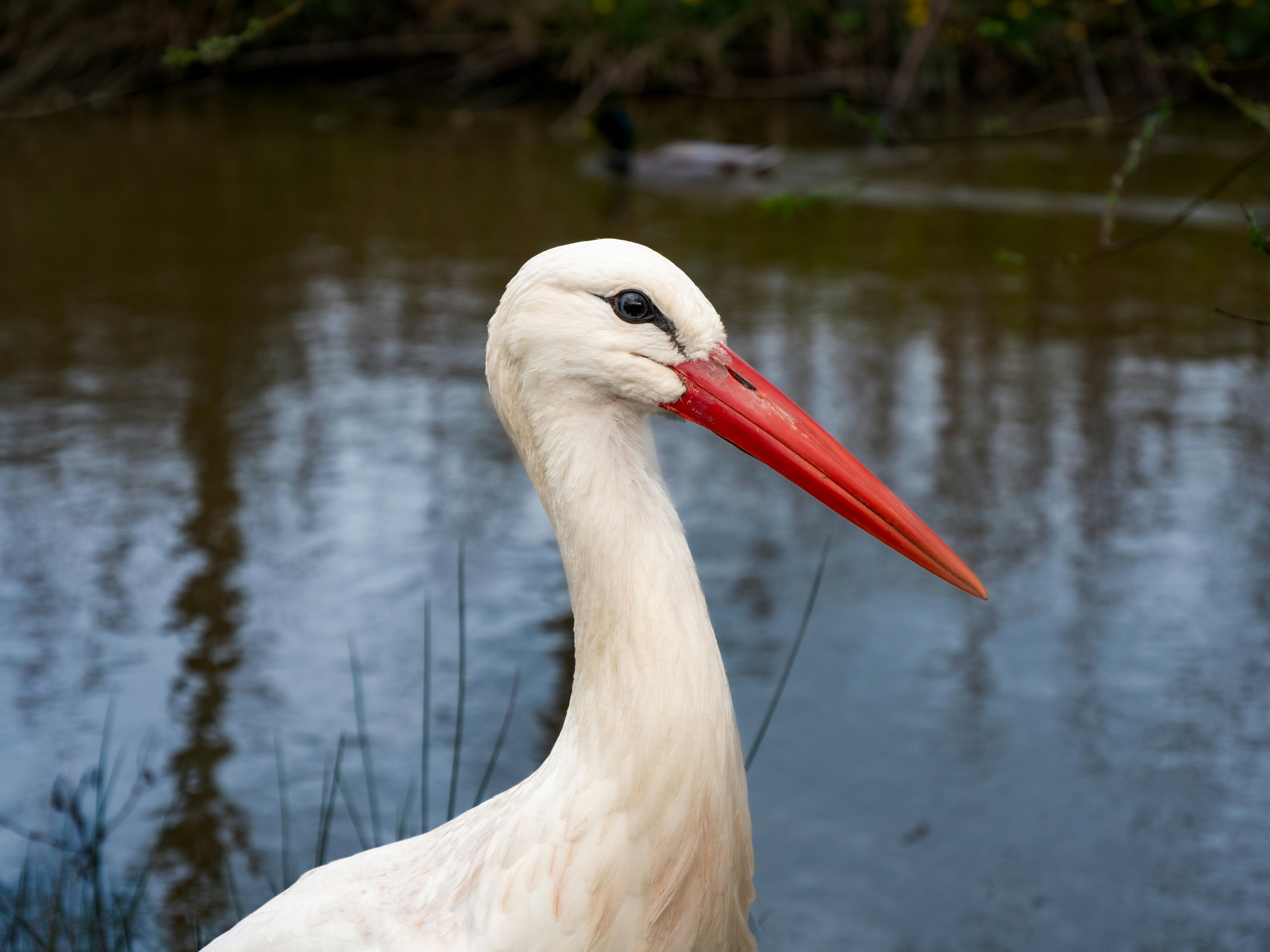 White Stork at the Water’s Edge: Red-Beaked Focus