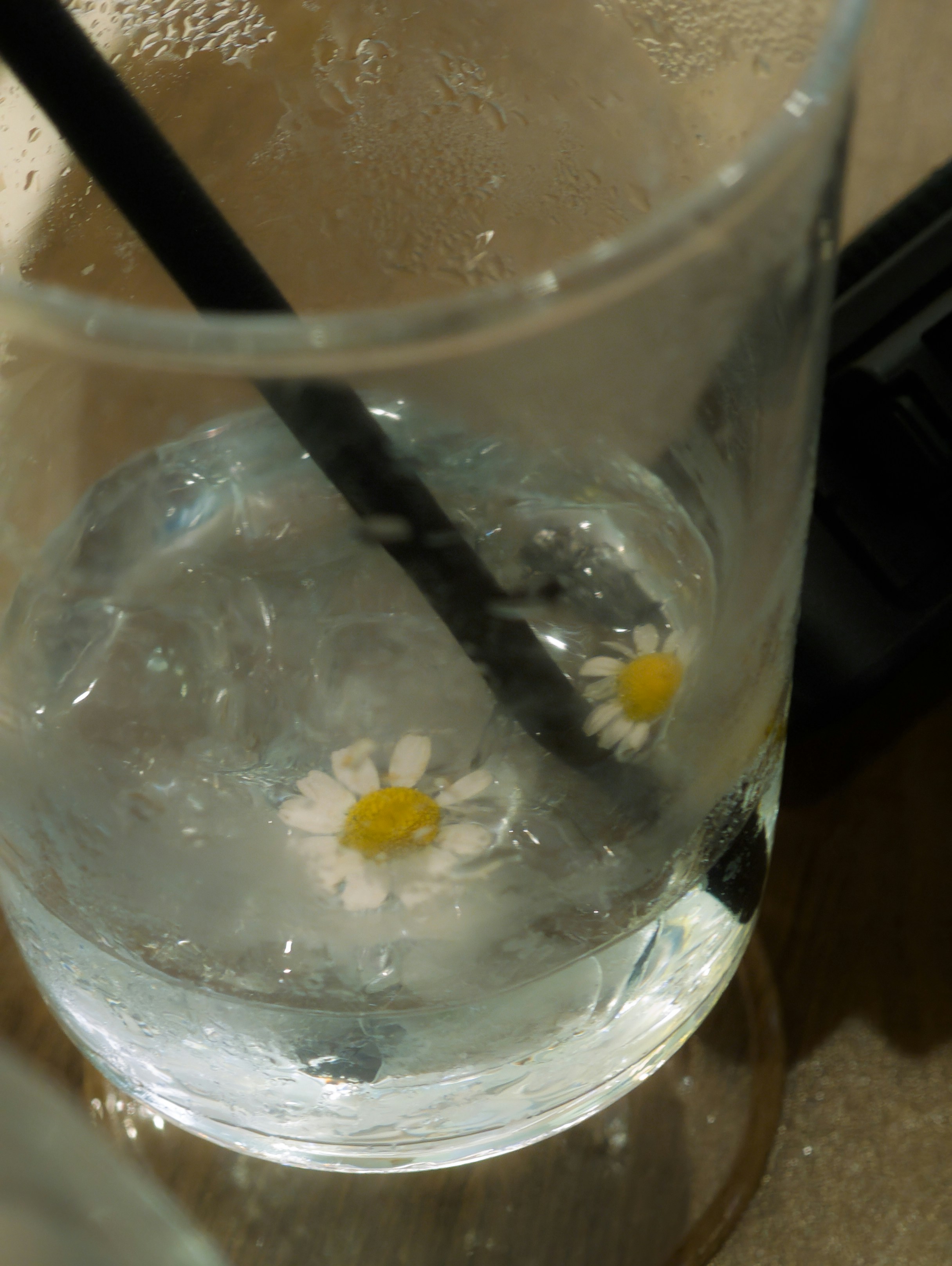 Daisy Reflections in a Glass of Water