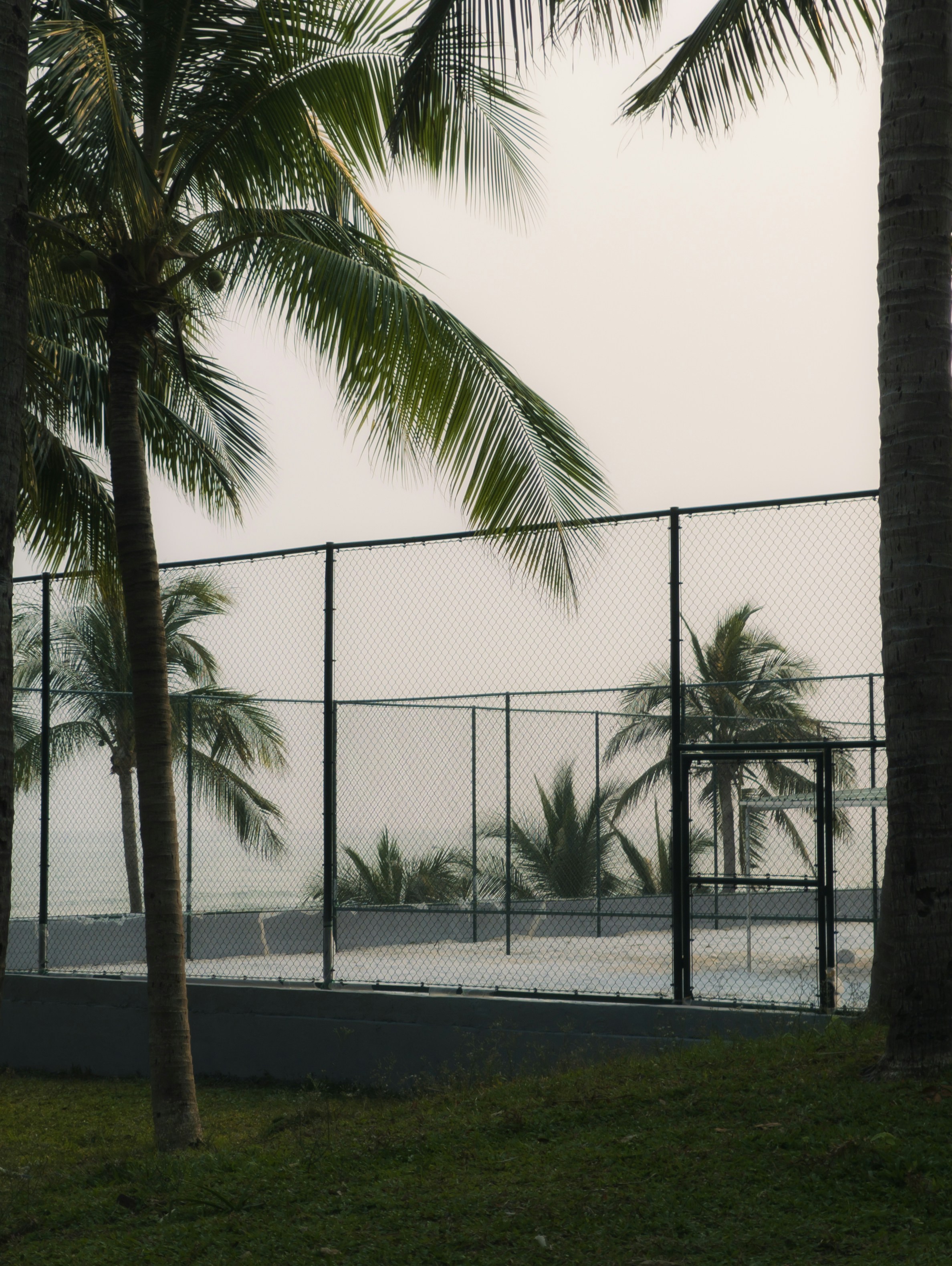 Palm Framed Chain-link Sunset