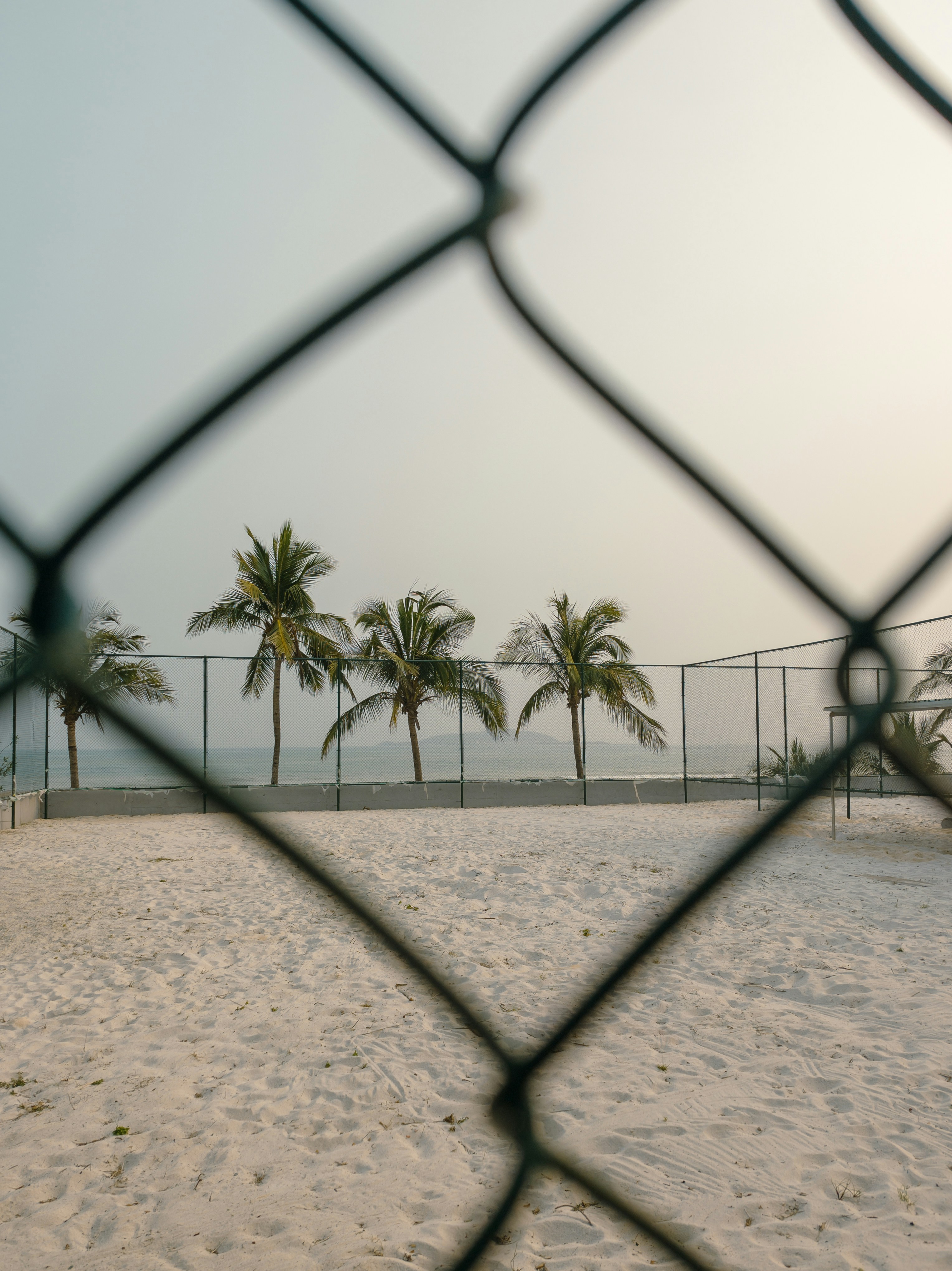 Palm-lined Beach Through a Chain-link Curtain