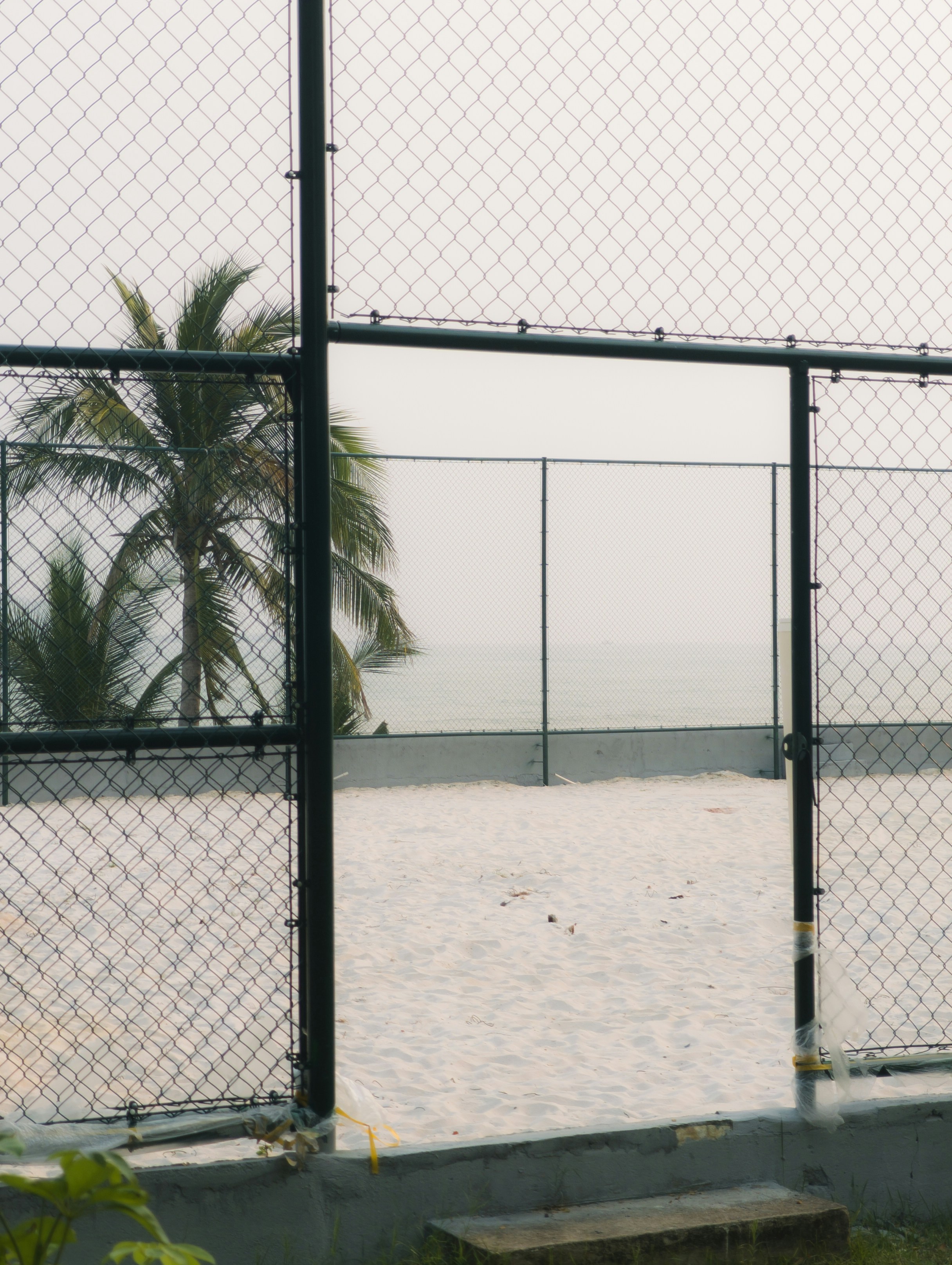Open Gate to the Beach: Framed Palm and Fenced Horizon