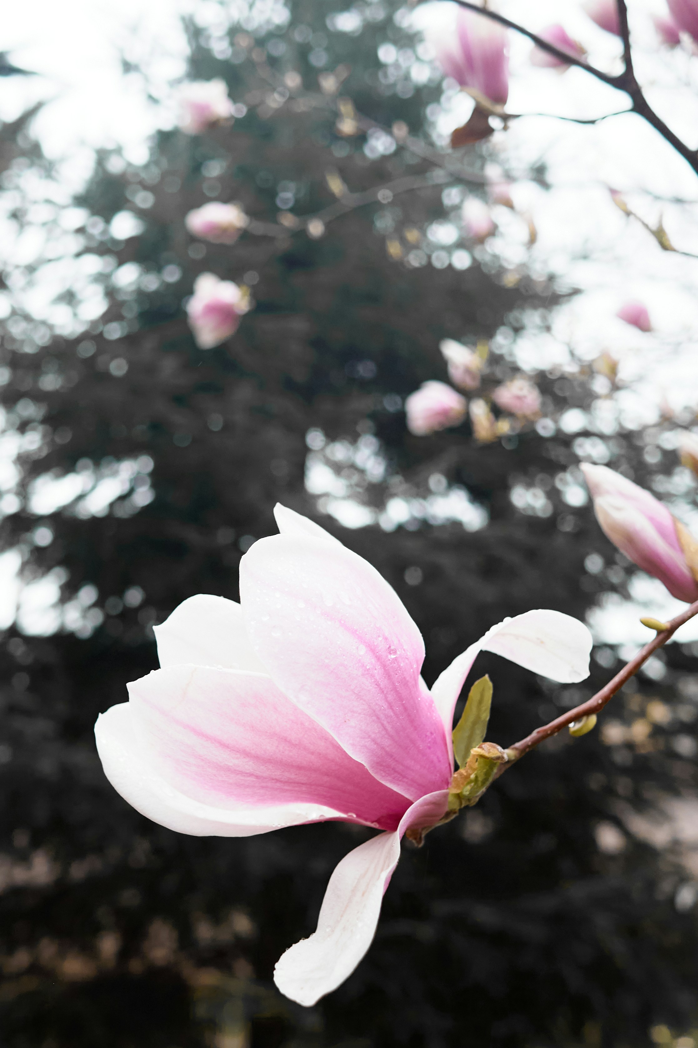 Pink Magnolia Petals in Soft Focus Against Shadowed Background