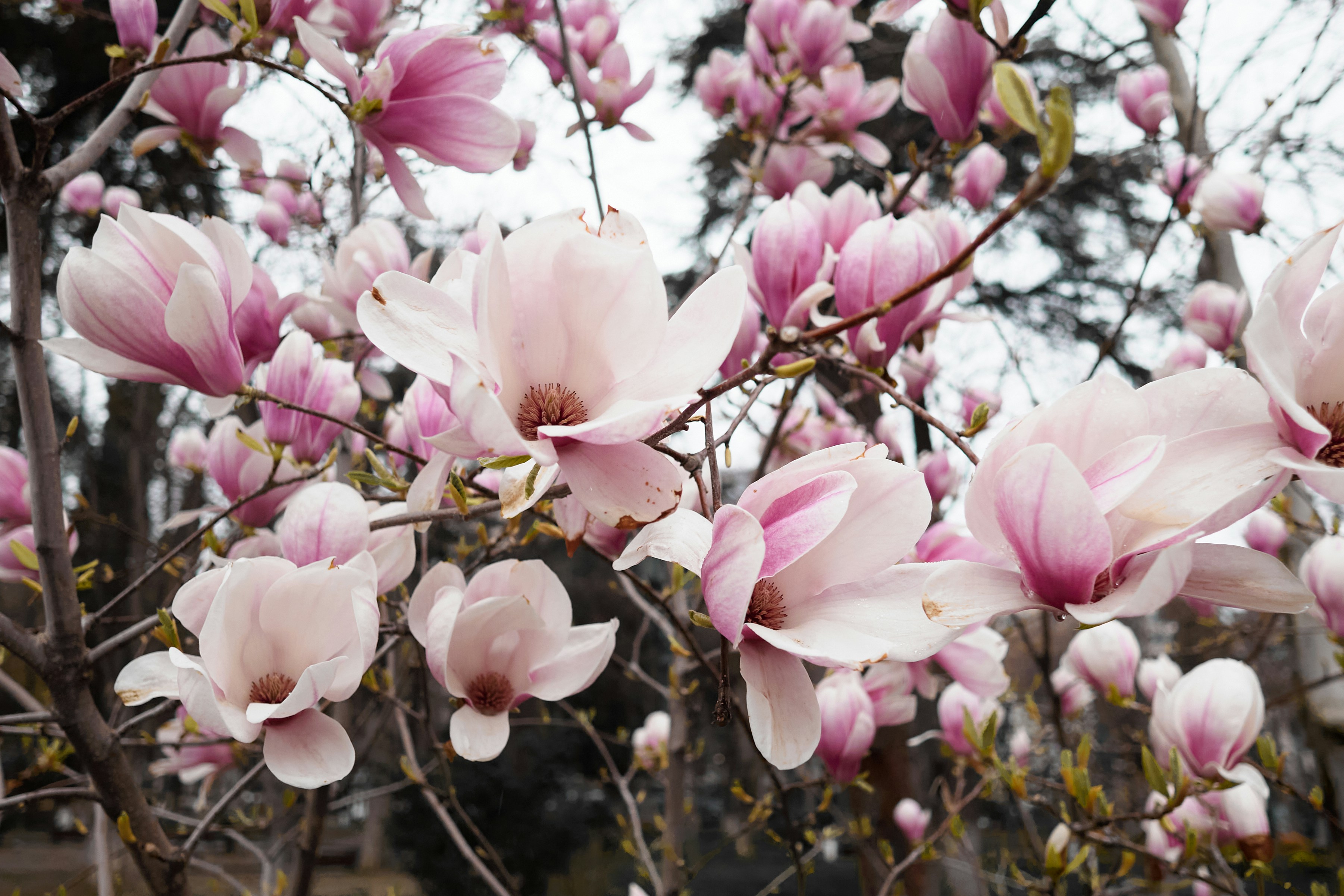 Pink magnolia flowers blooming on branches in spring