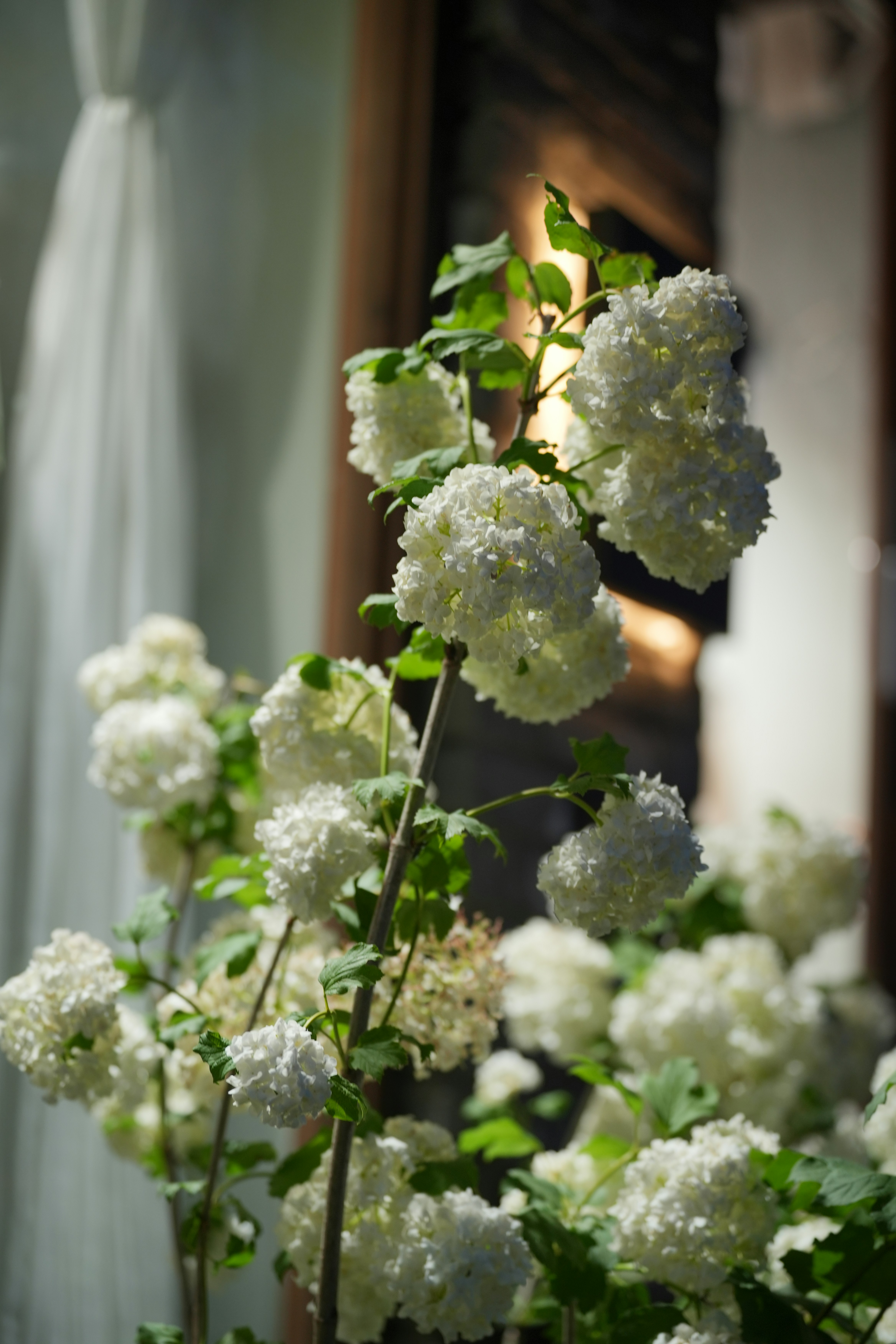 Ivory Hydrangea Cascade at Window Patch