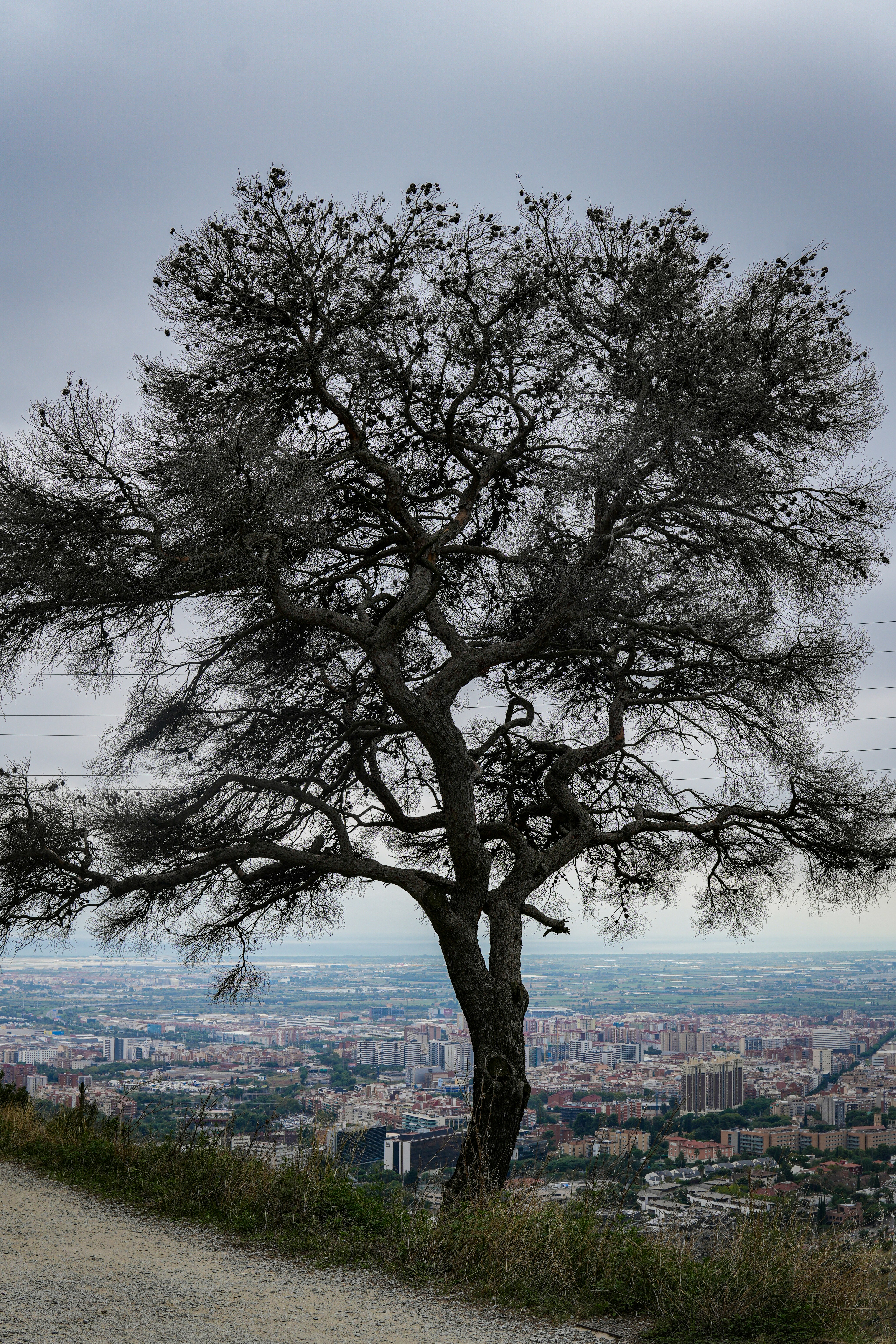 Lonely Sentinel: A Bare Tree Overlooking a City Horizon