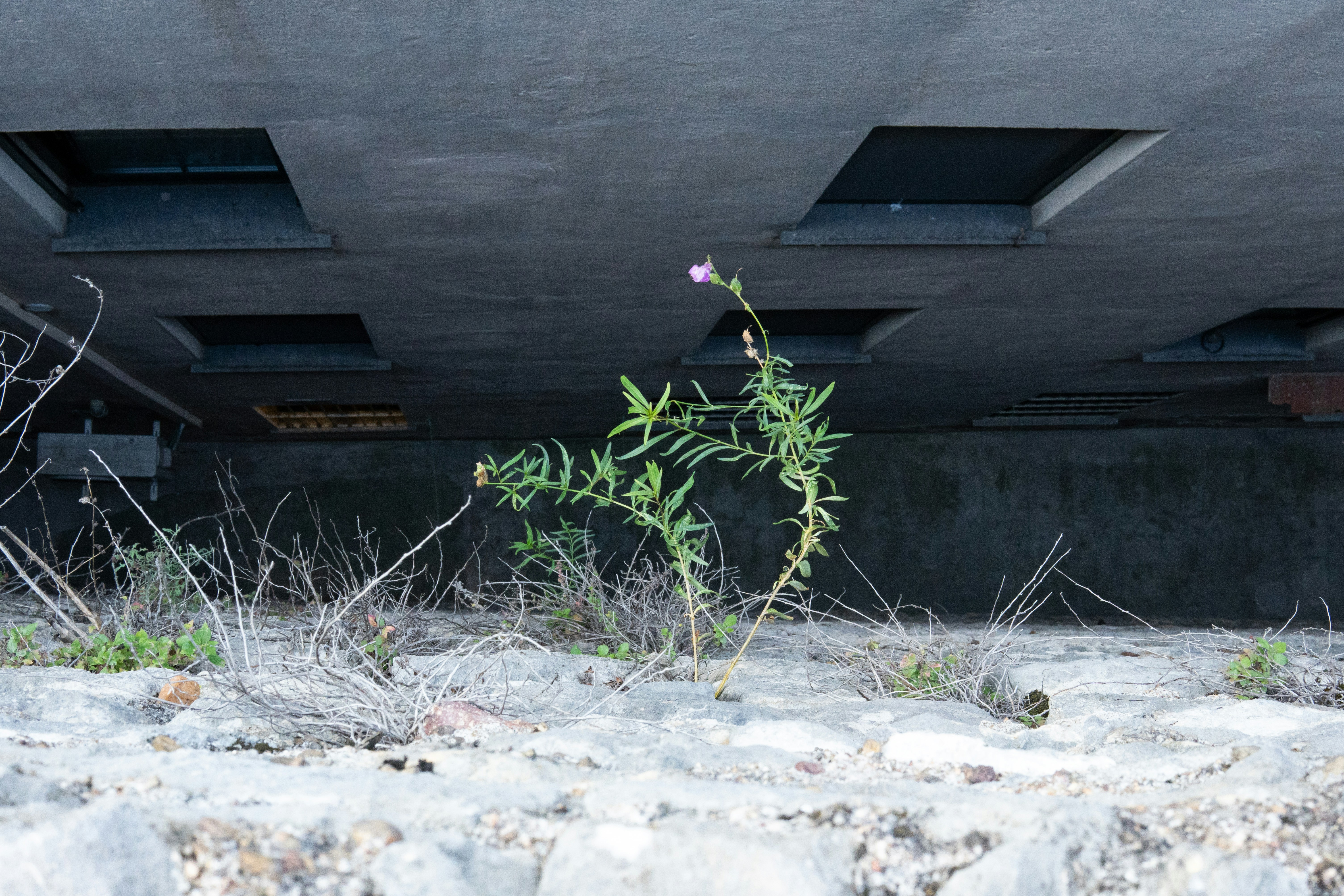 A stubborn sprout defies a concrete horizon beneath a shadowed structure