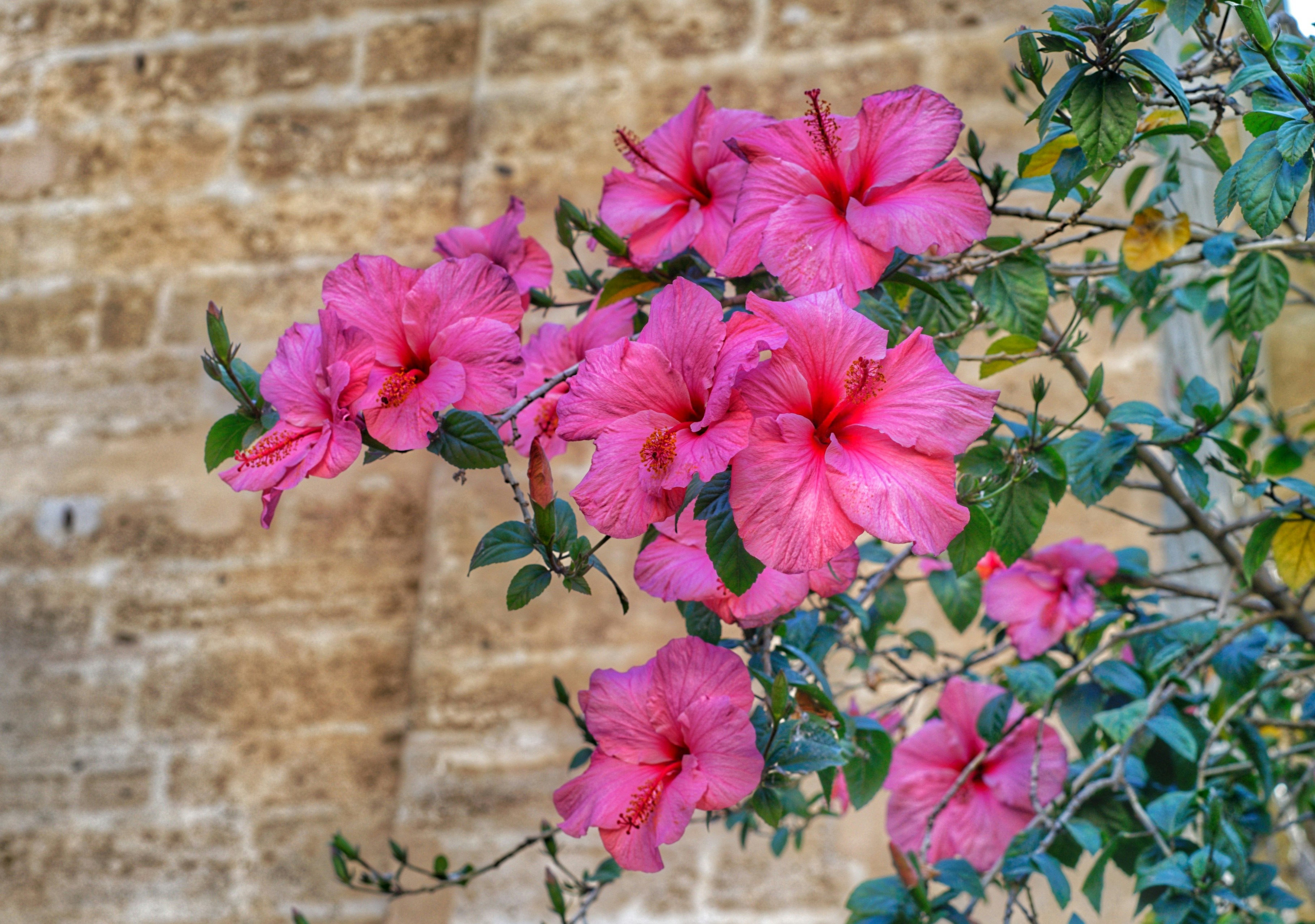 Pink Hibiscus Cascade Against a Sun-Warmed Brick