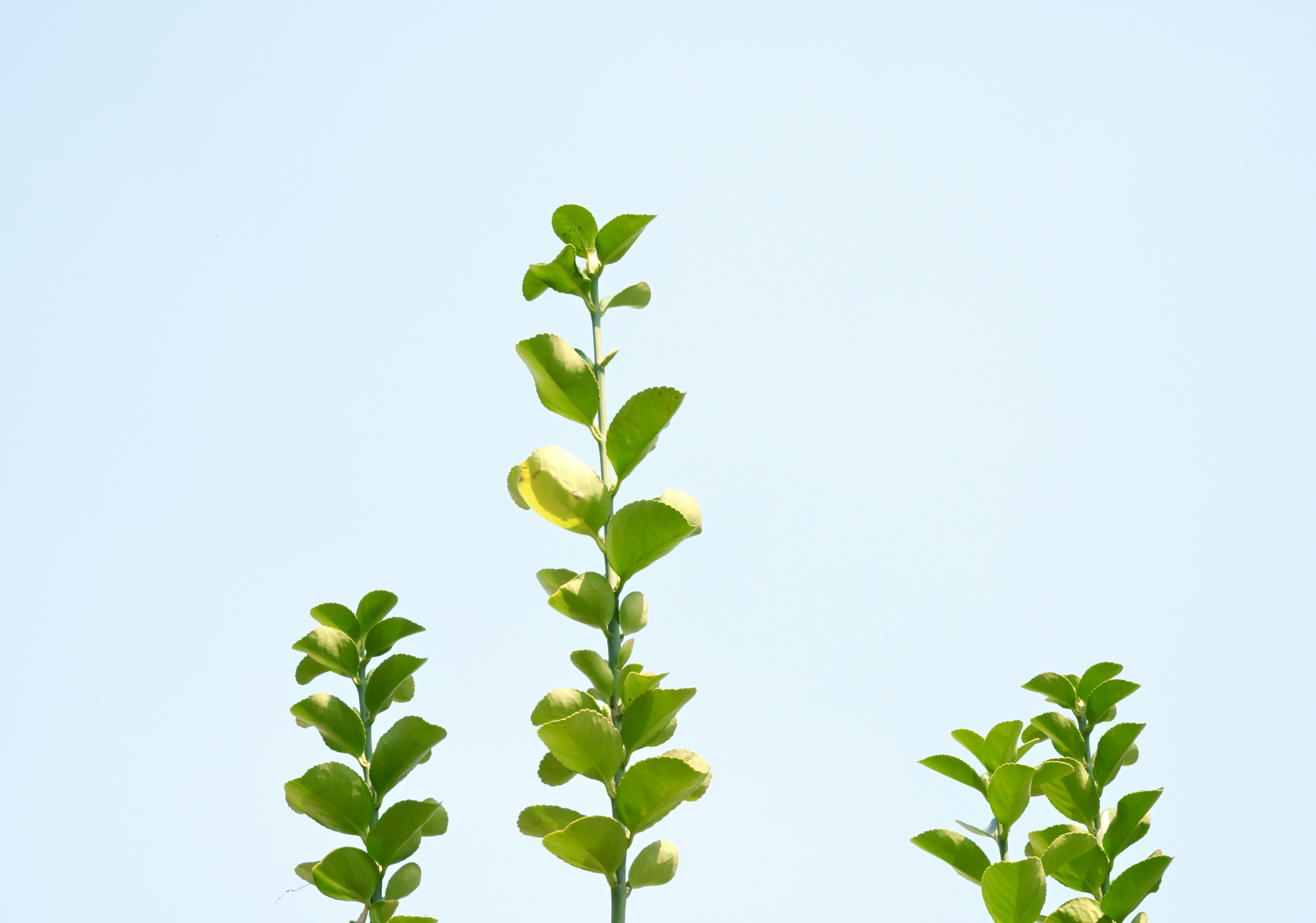 Sunlit Sprouts Reaching Toward a Clear Sky