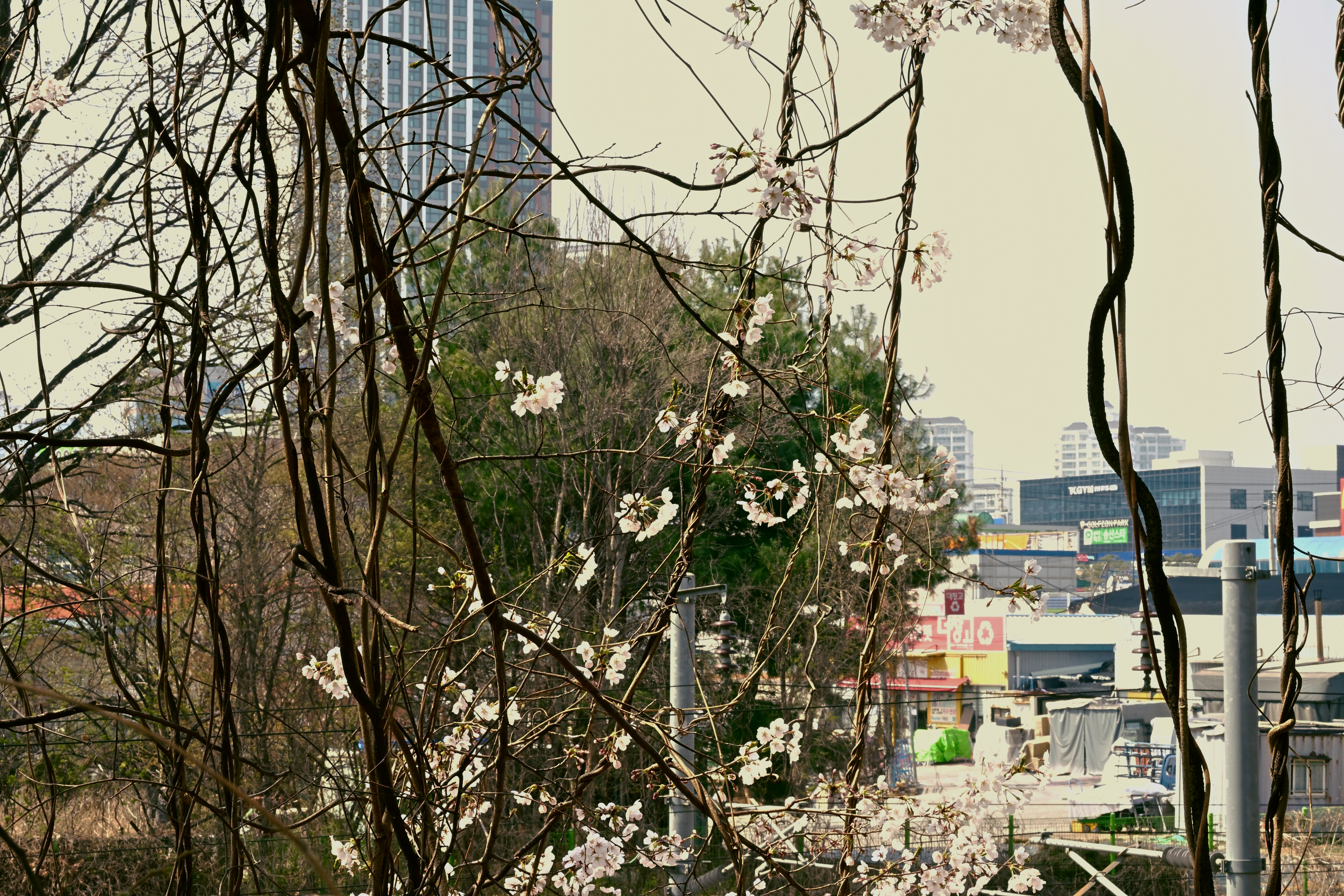 Blossoms against the City: a Quiet Framing of Urban Spring