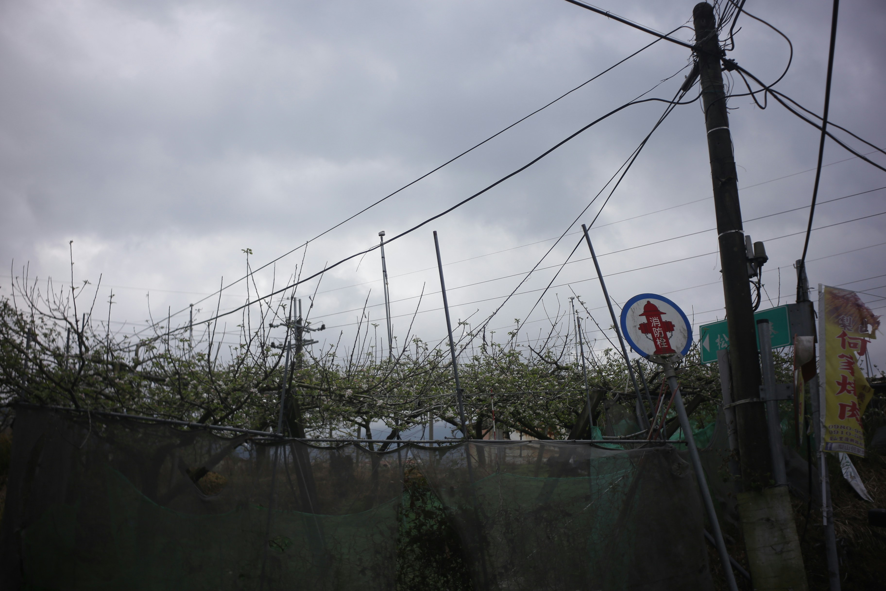 Cables, Poles, and Orchard Under Gray Skies
