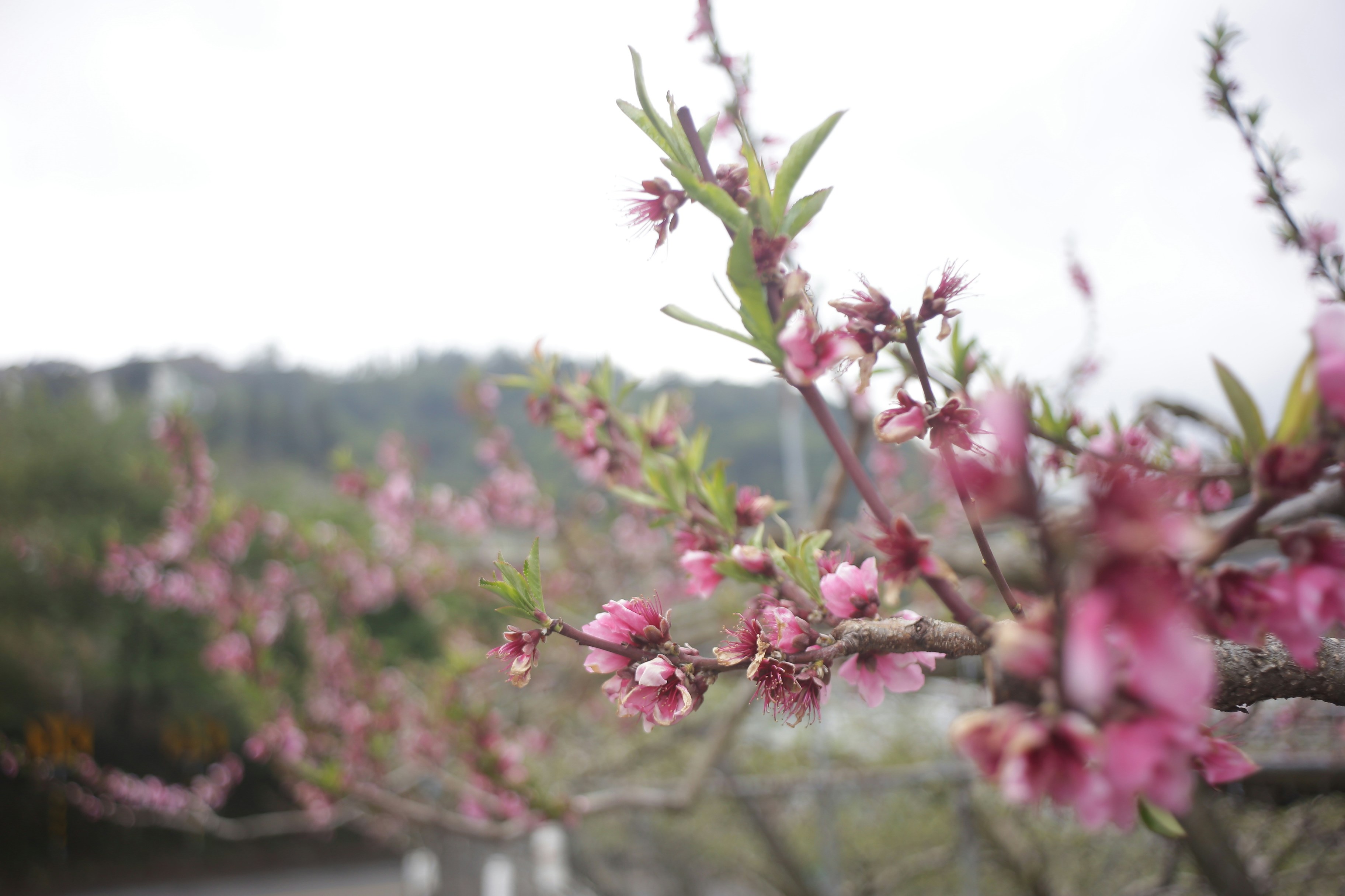 Blossoms in Focus: A Spring Branch Reaches for the Sky
