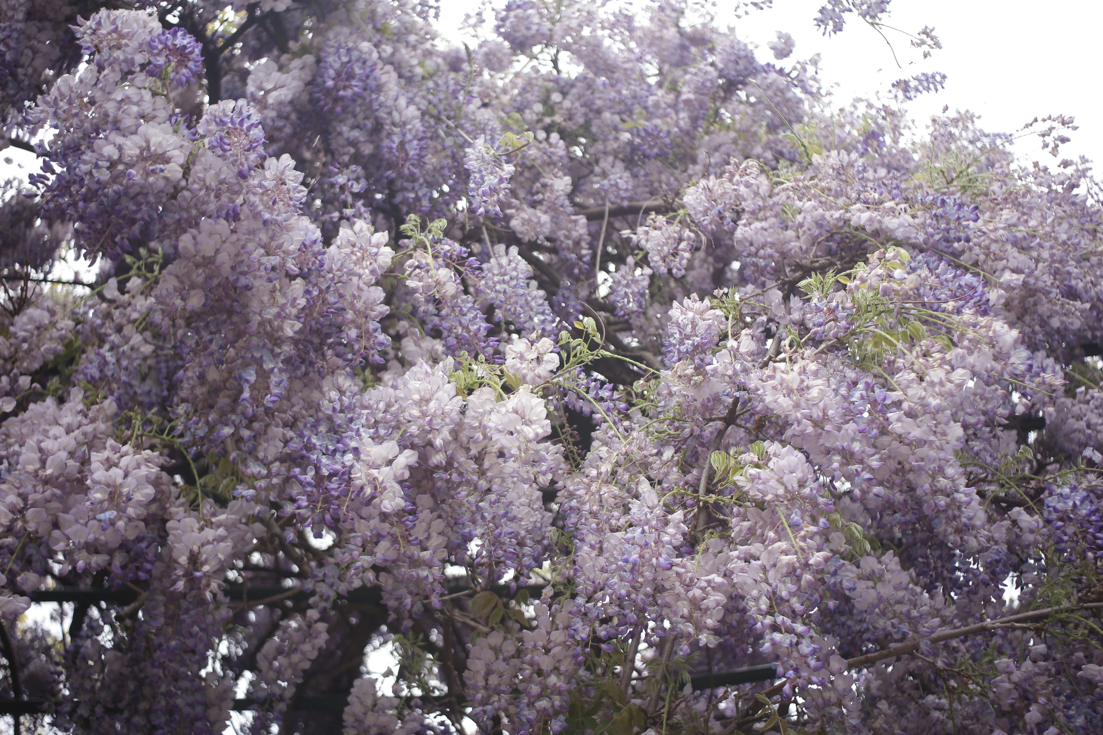 Veil of Violet Blooms: Wisteria Cascade Across a Backlit Arc