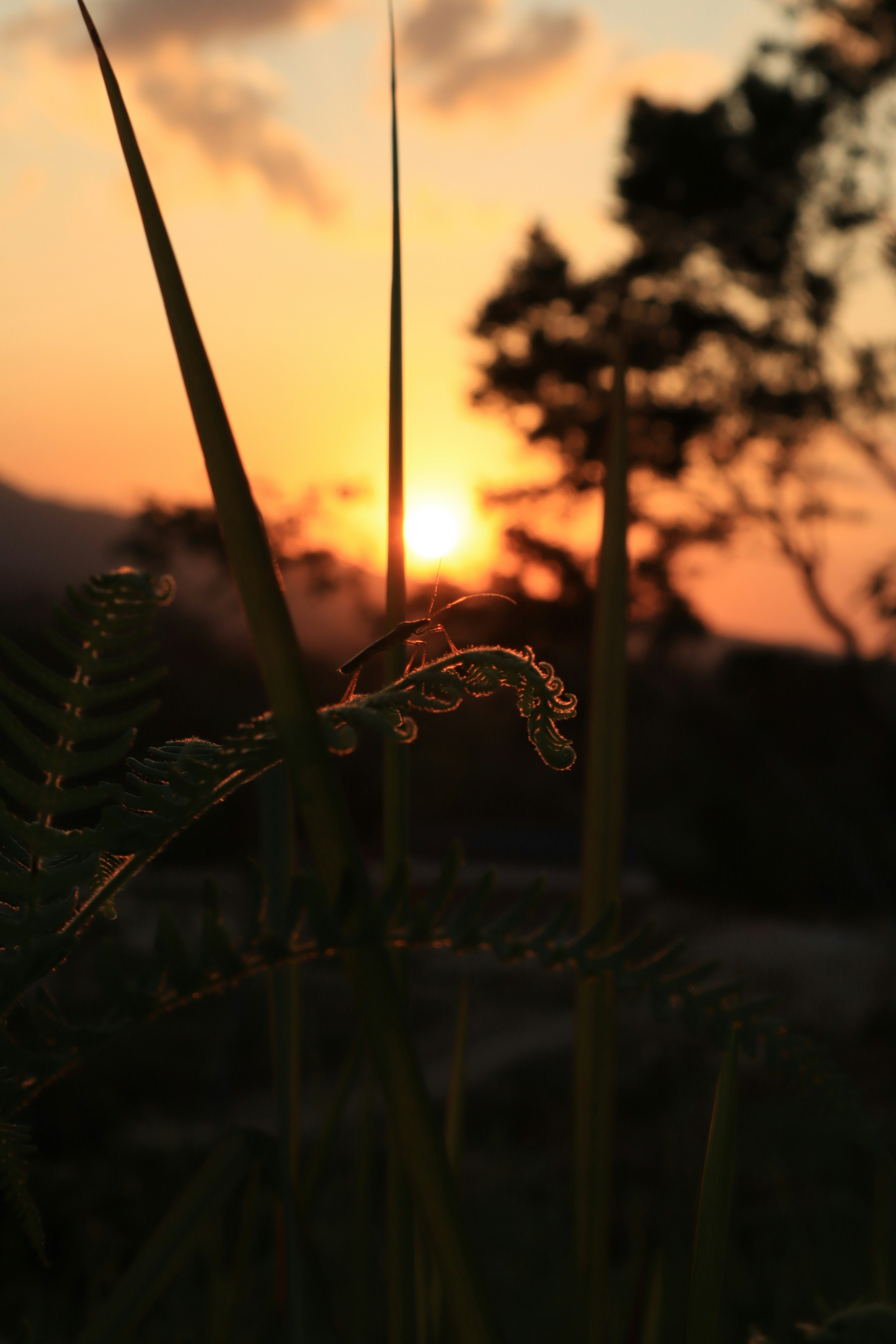 Silhouette Ferns at Sunset: A Close-Range Glow