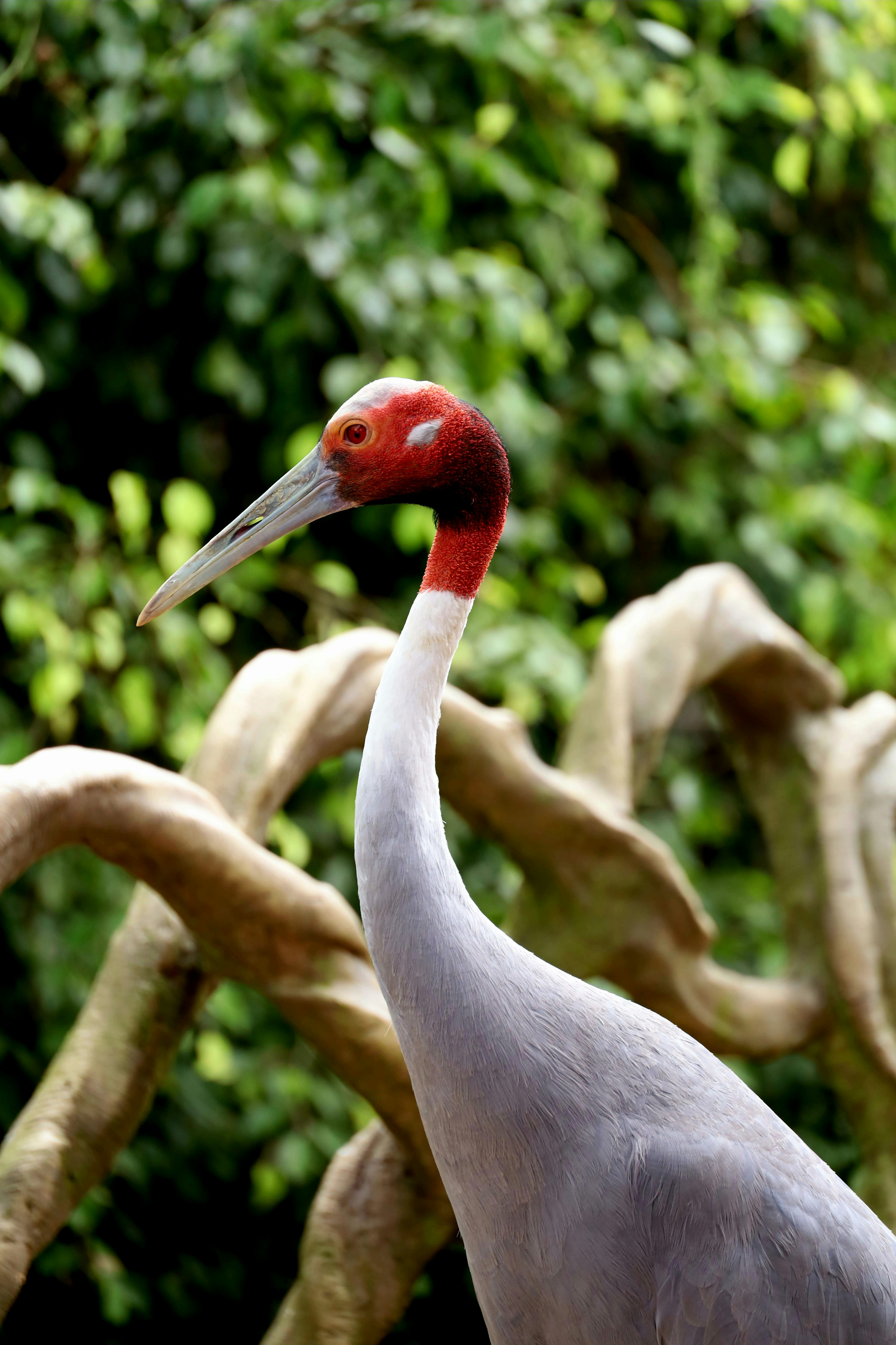 Red-crested Crane Emerges from Green Backdrop