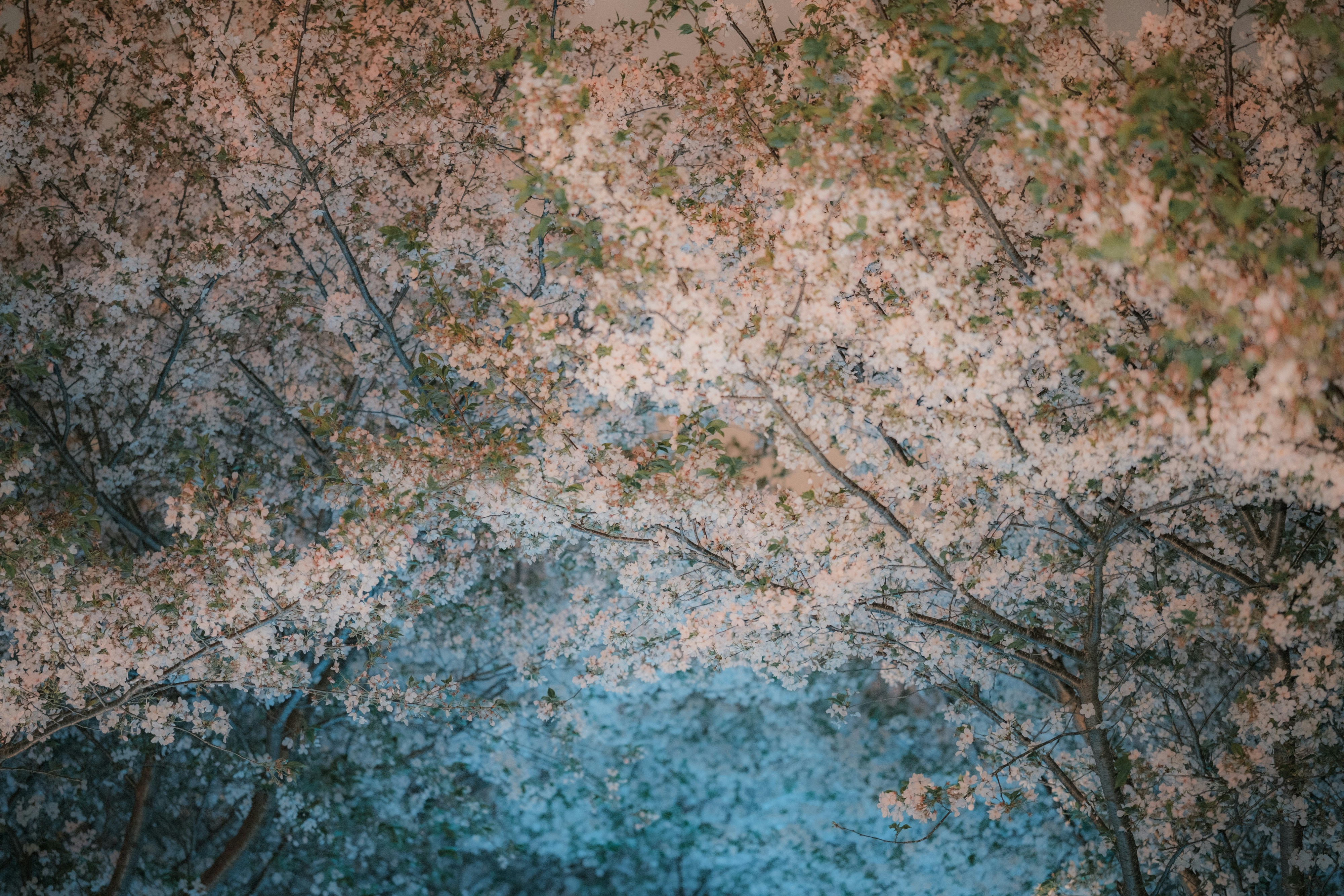 Toward the Canopy: Dusk Bloom of Silent Cherry