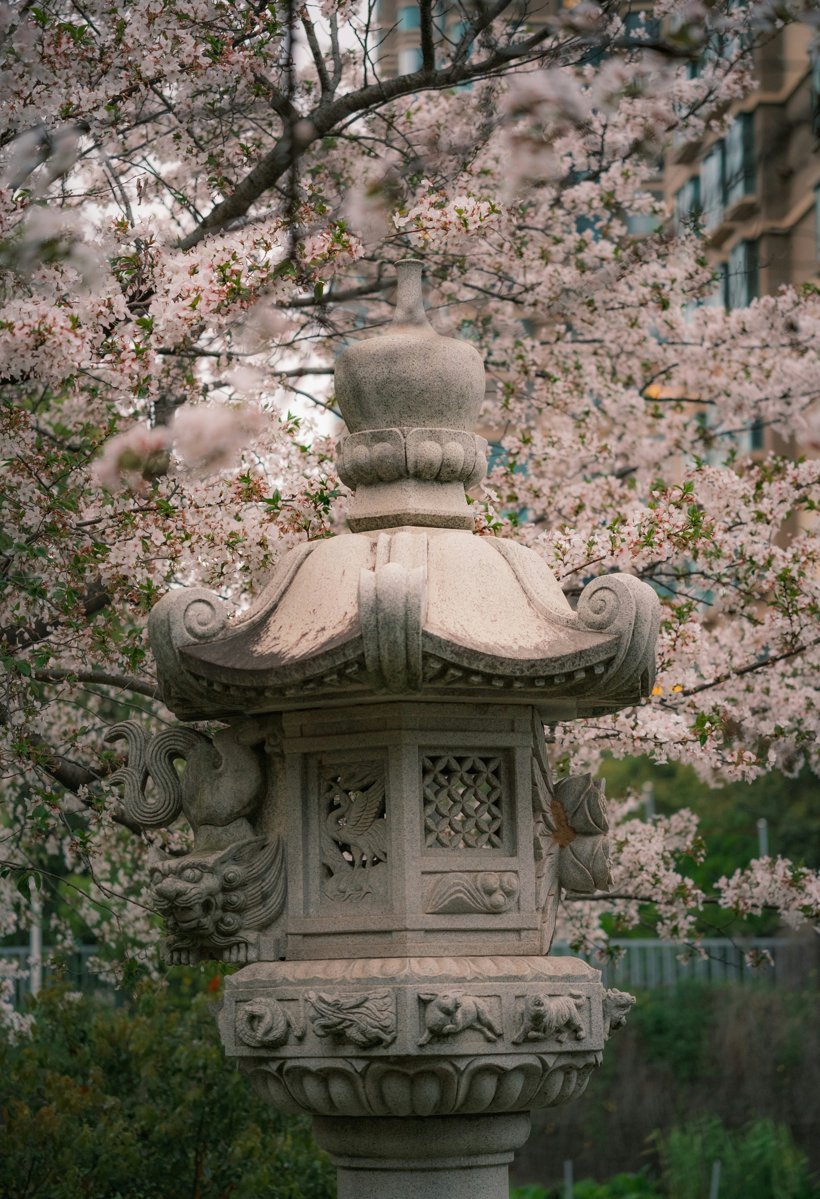 Stone Lantern Amid Cherry Bloom in Quiet City Garden