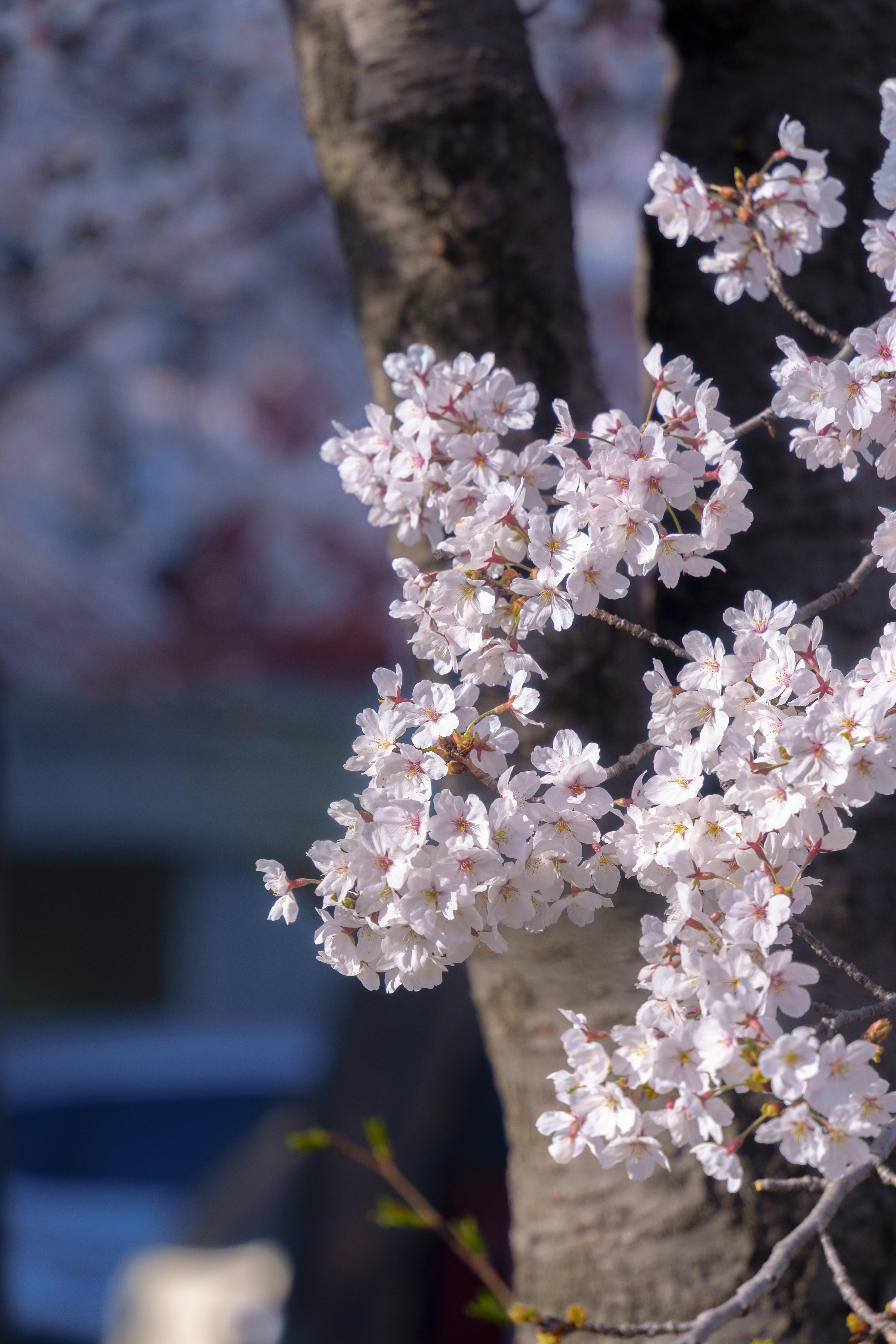 Cherry Bloom Close-Up: Petal Portrait on a Trunk