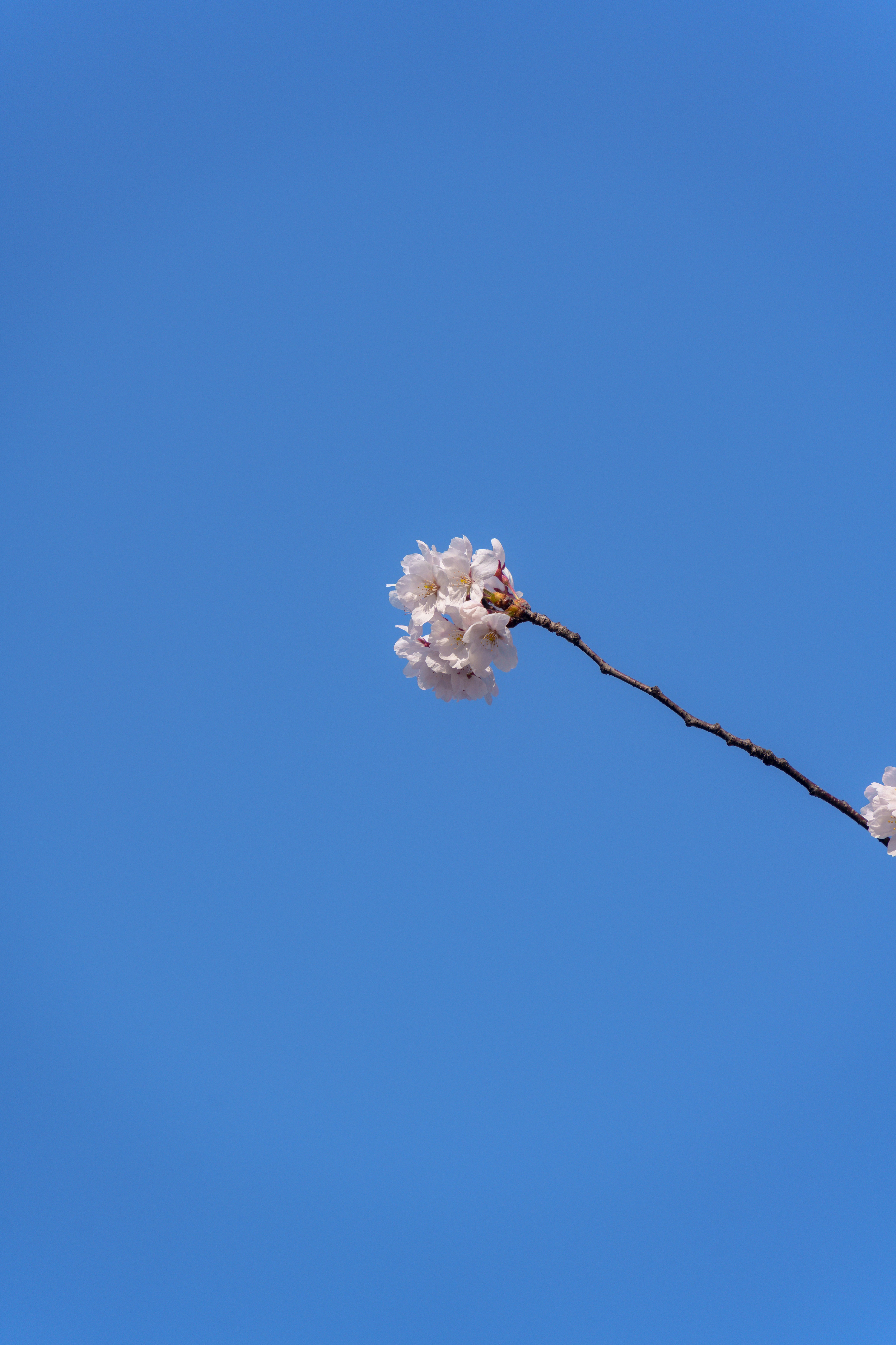Snowy Bloom on a Clear Sky: A Lone Cherry Blossom Against Blue