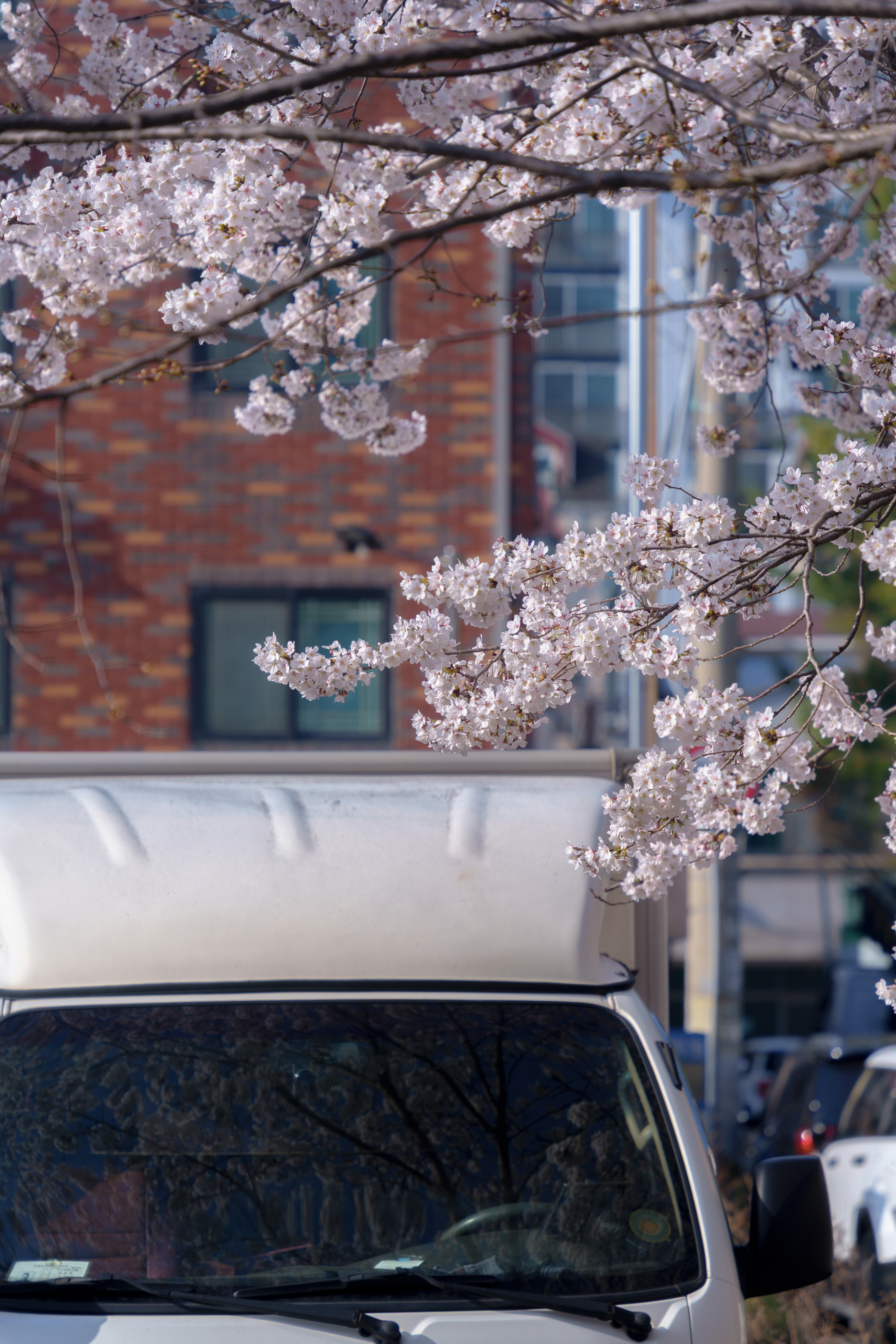 Blossoms Framing a Quiet Urban Scene