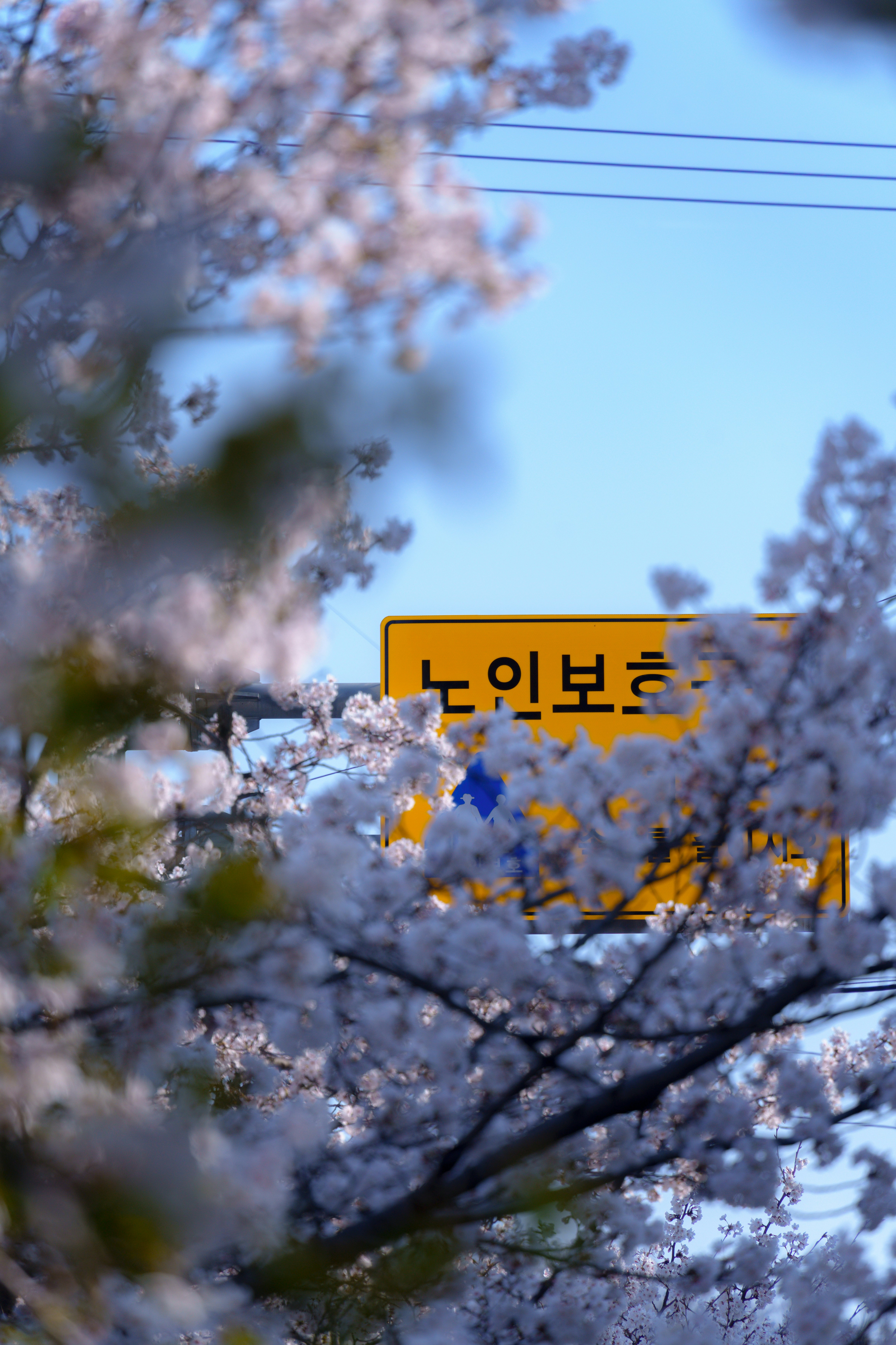 Ban sakura through a yellow road sign