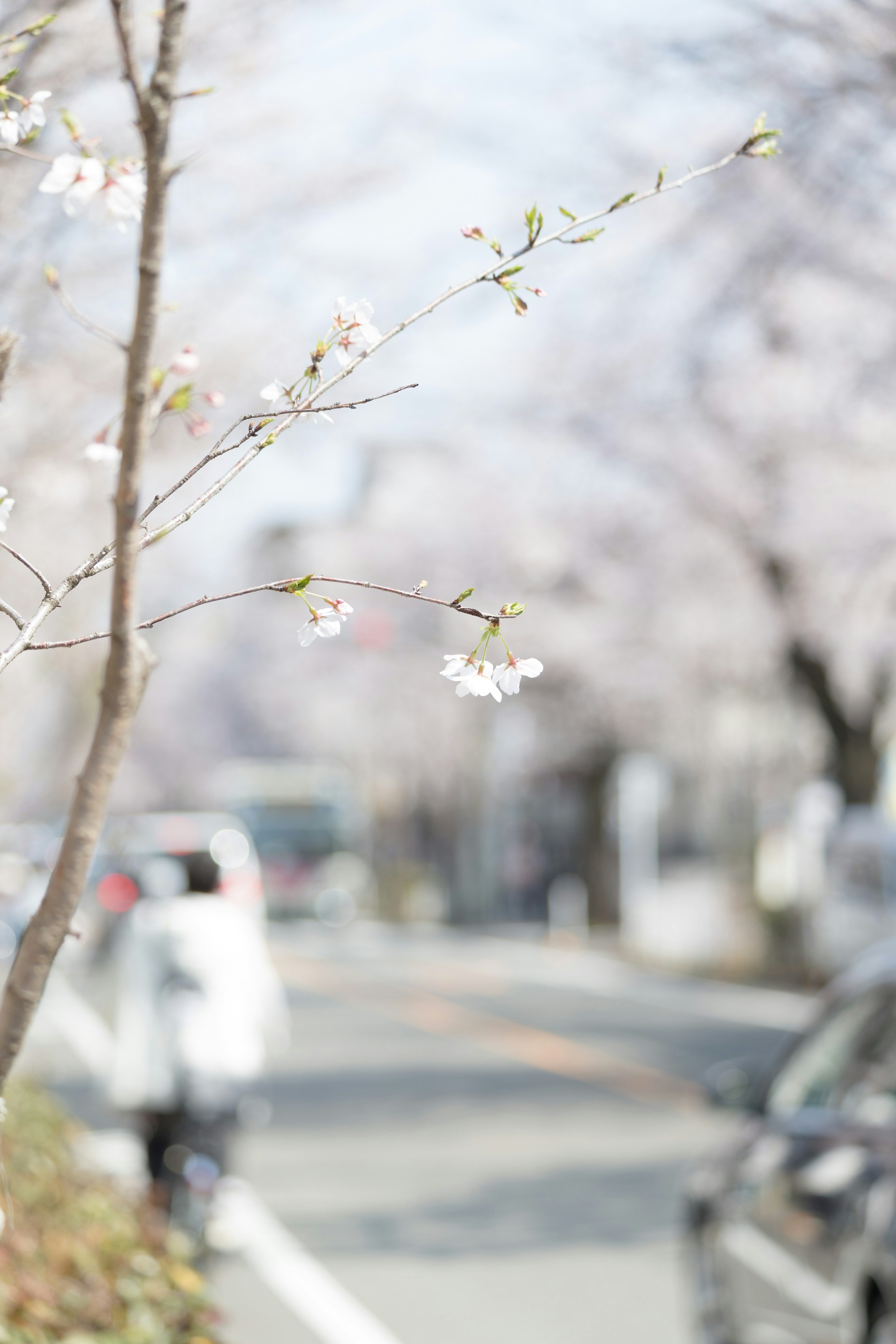 Blooming Branches Above a Quiet City Street