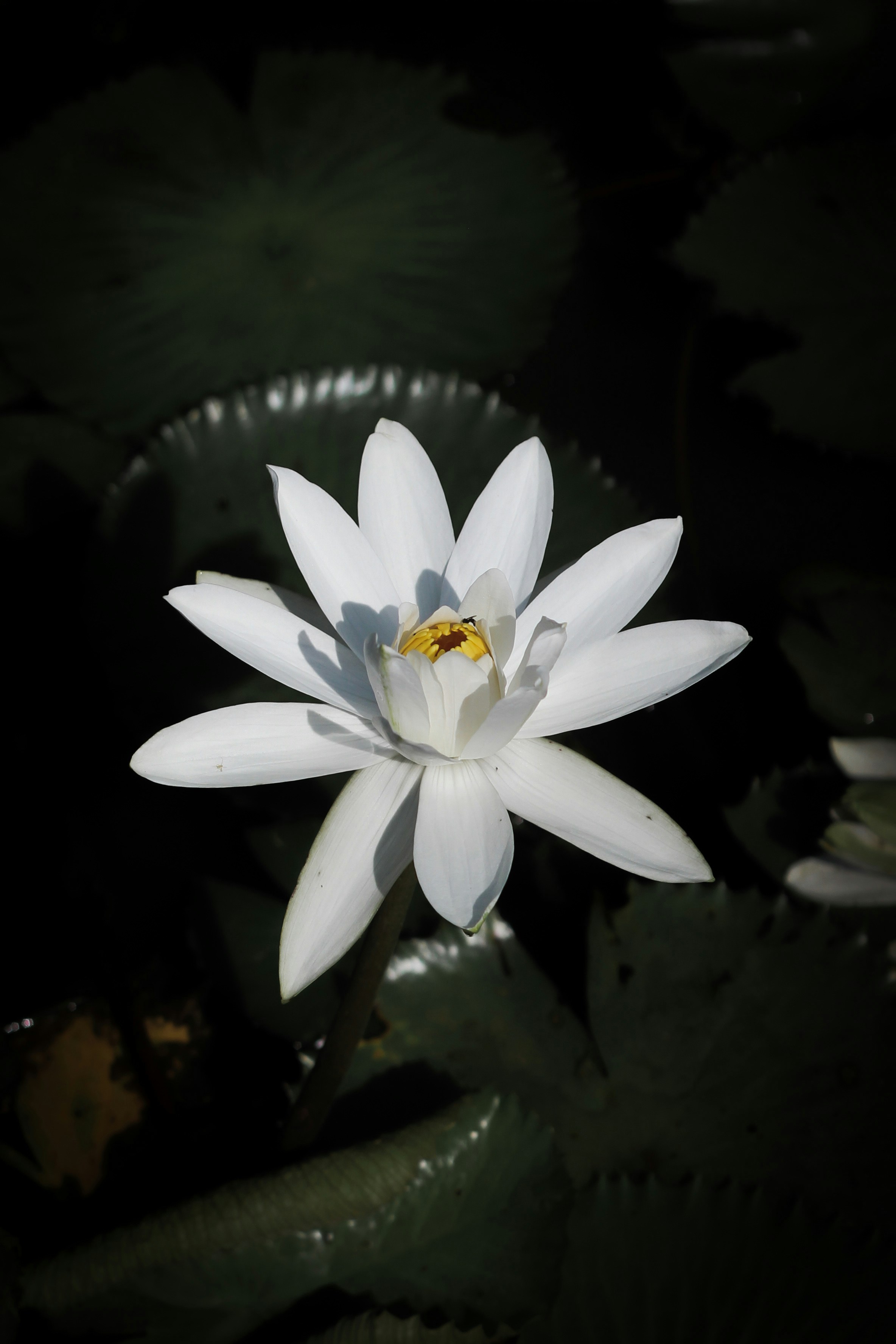 White Waterlily in Narrow Spotlight