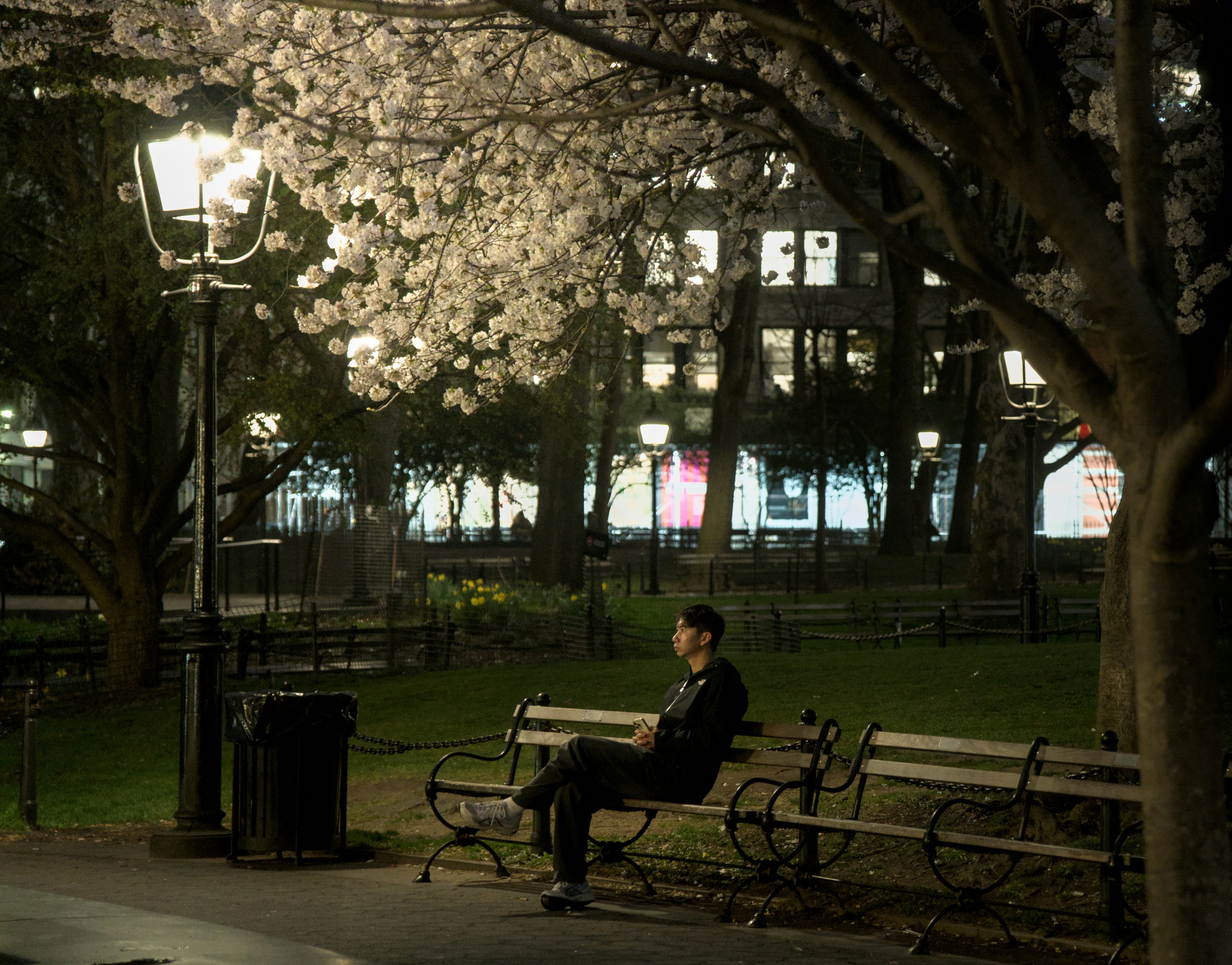 Solitary Conversation Under Blossoms