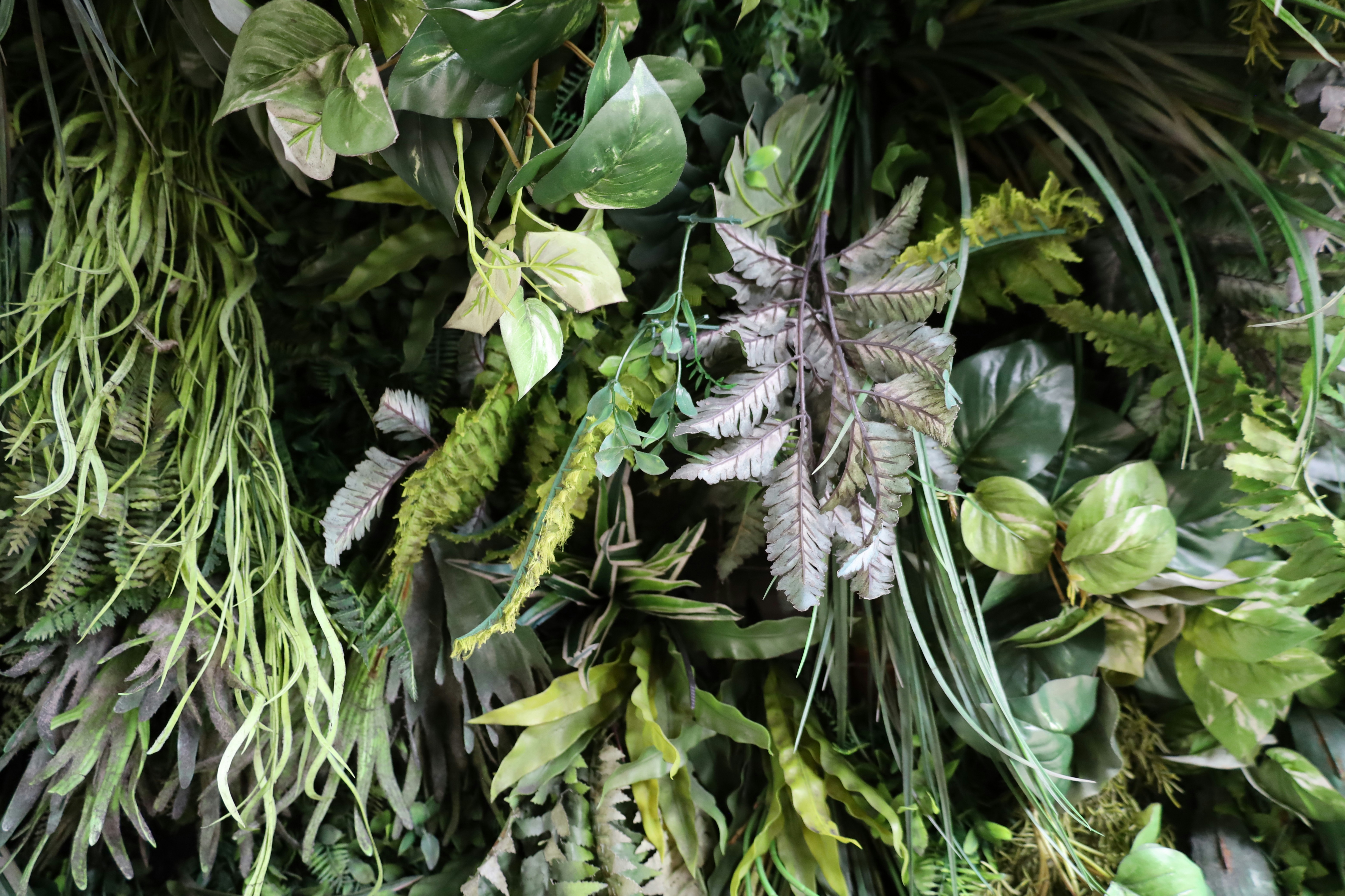 Verdant Tangle: A Close-Up of Lush Foliage and Ferns