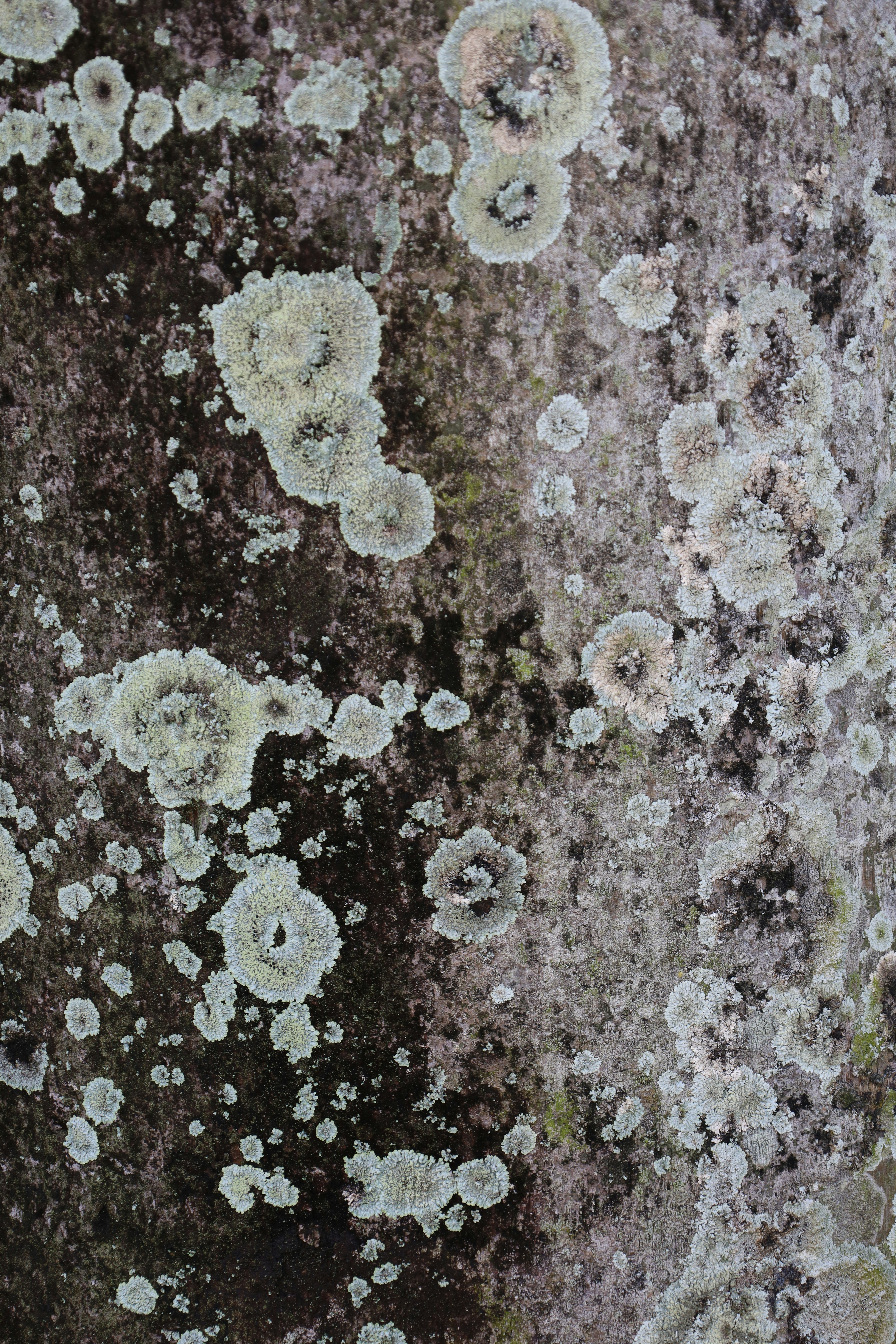 Lichen Mosaic on Weathered Bark: circular colonies in a quiet forest