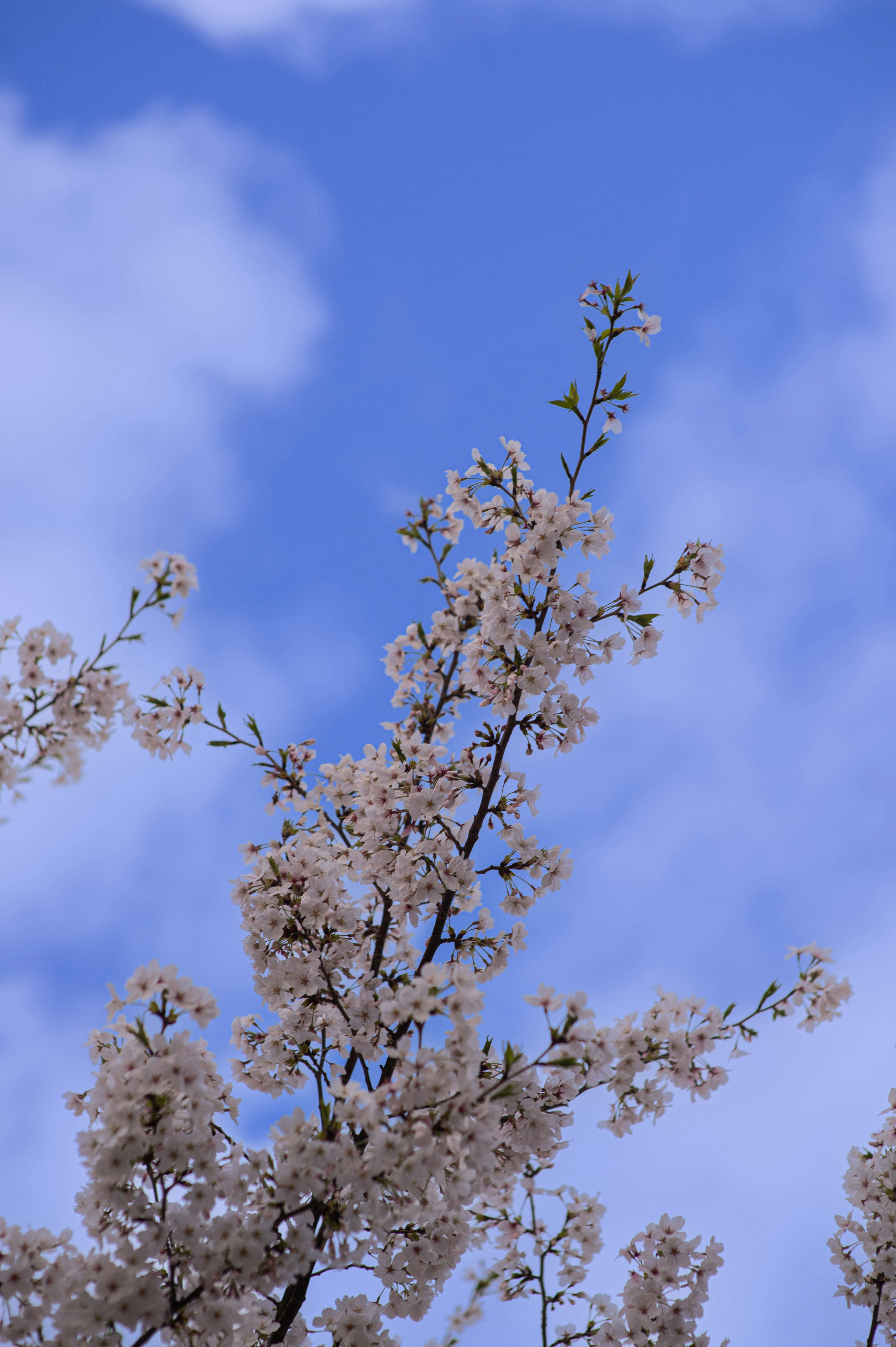Blossoms Reaching for a Clear Sky
