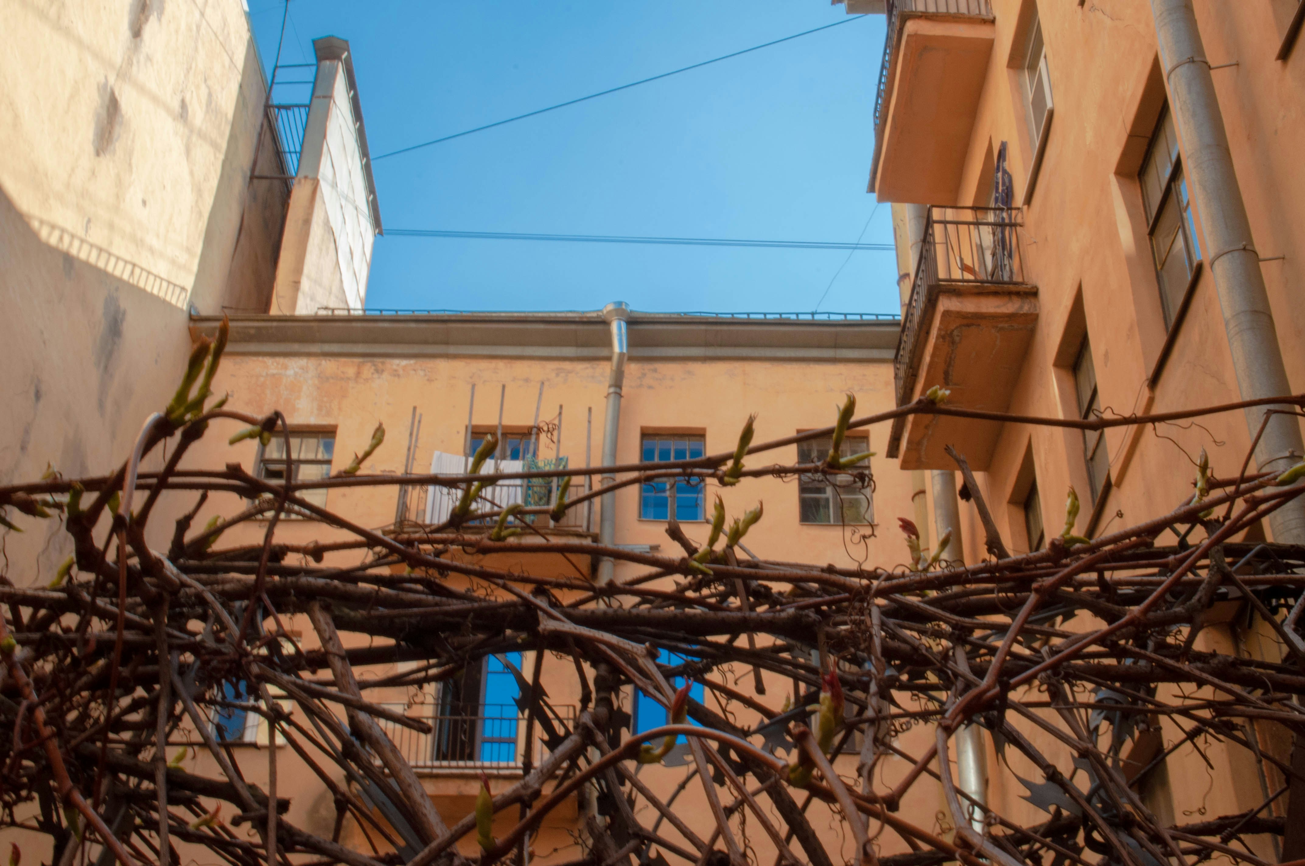 Tangled Lattice Against Sunny Courtyard
