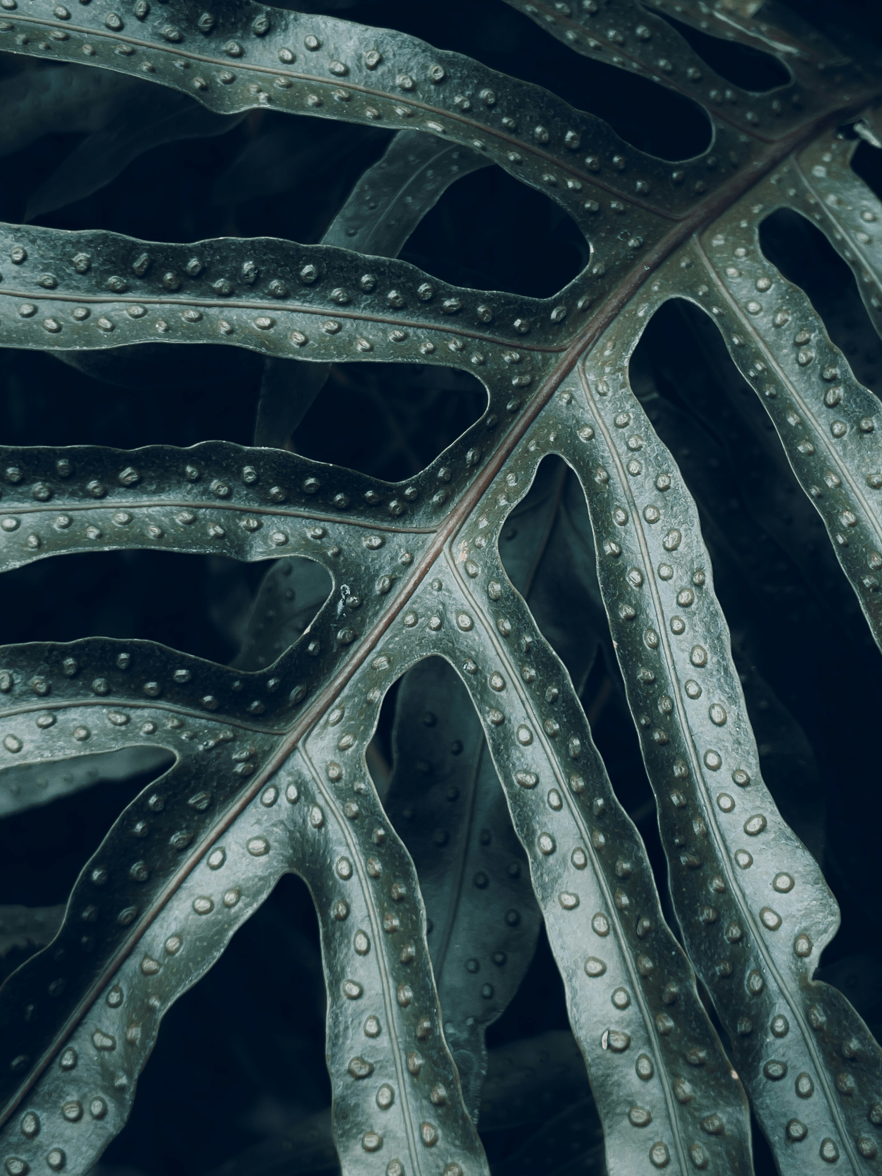 Dew-kissed Fern Veins: A Close-up of Monstera Fronds